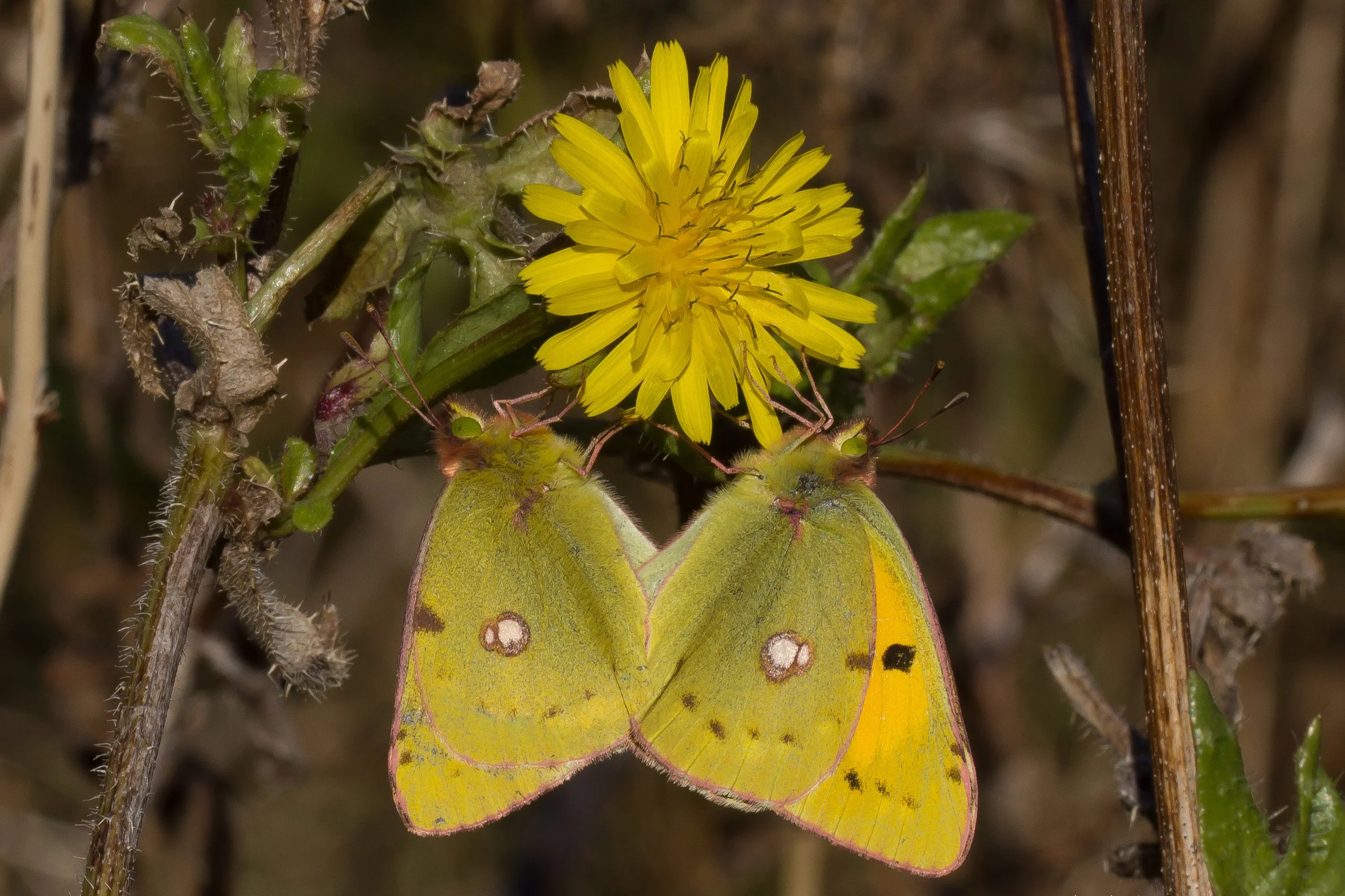 Clouded Yellow — Northants Butterflies