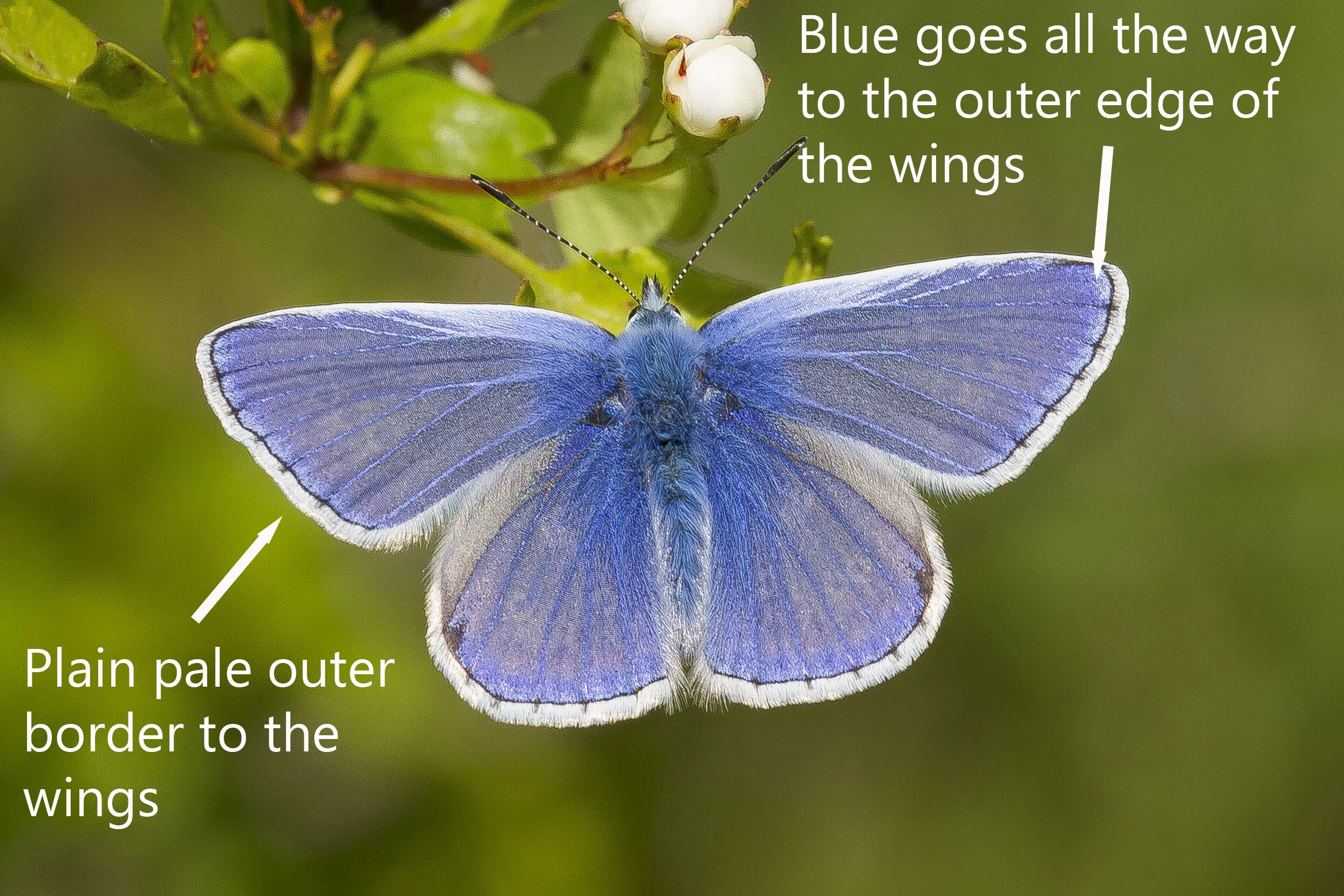 Identifying Confusion Species - The Blues — Northants Butterflies