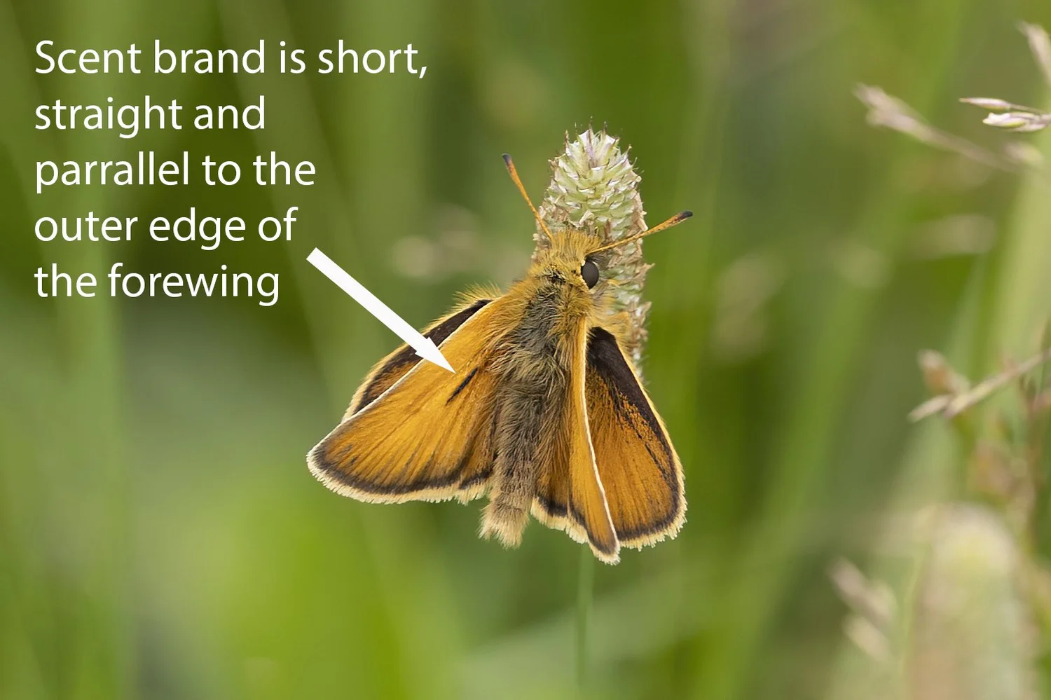 Identifying Confusion Species - The Skippers — Northants Butterflies