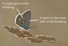 Identifying Confusion Species - The Blues — Northants Butterflies