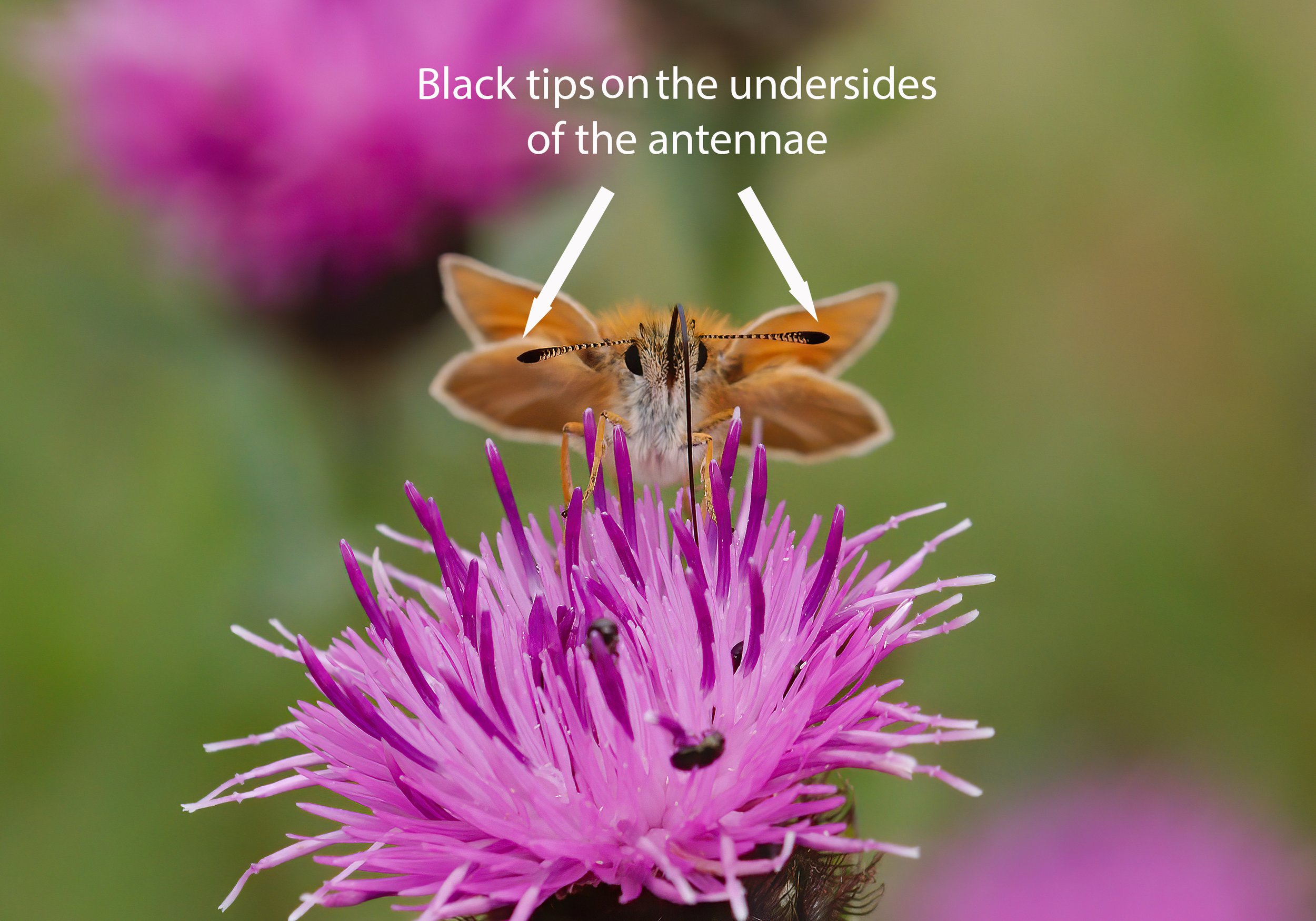 Identifying Confusion Species - The Skippers — Northants Butterflies