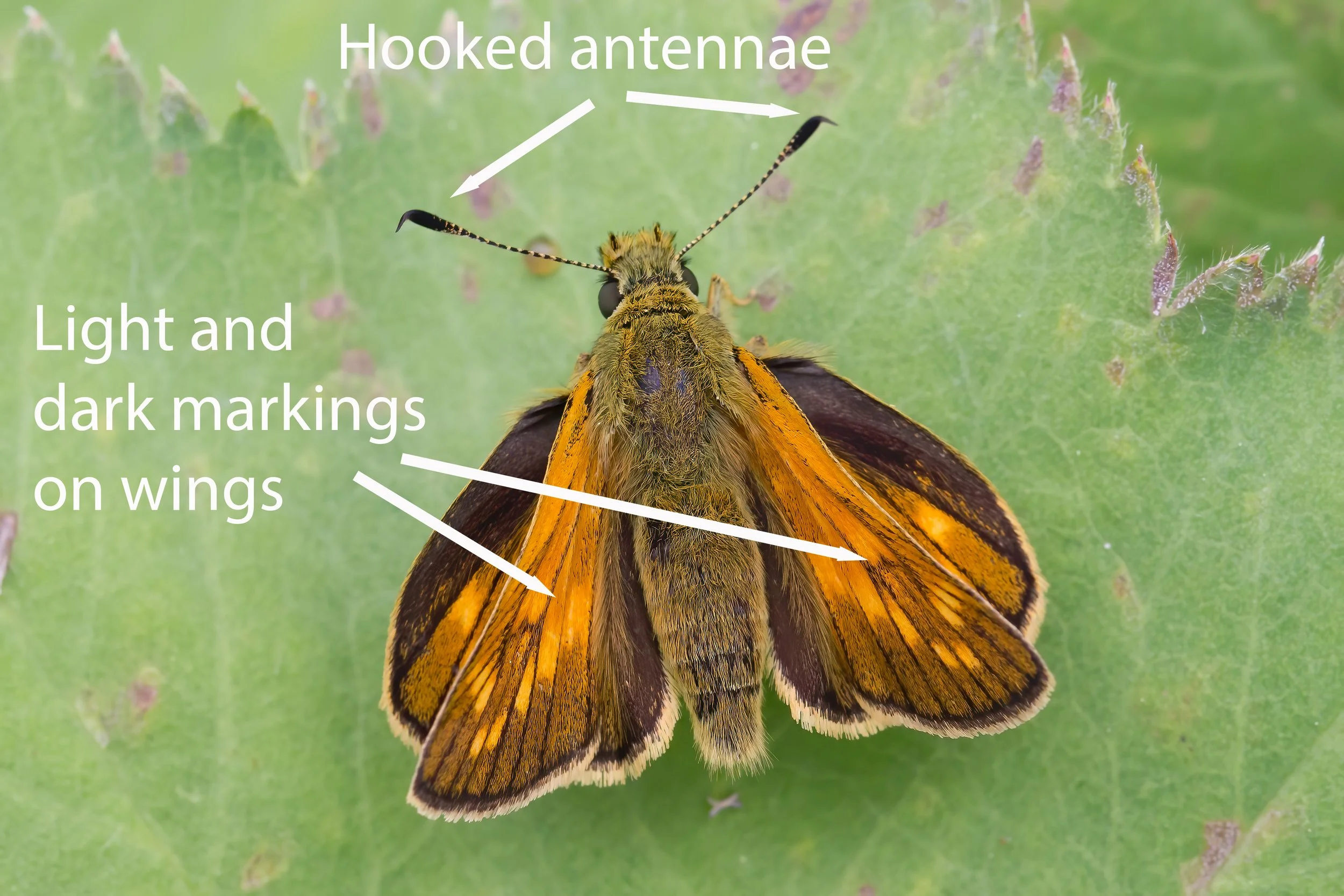 Identifying Confusion Species - The Skippers — Northants Butterflies