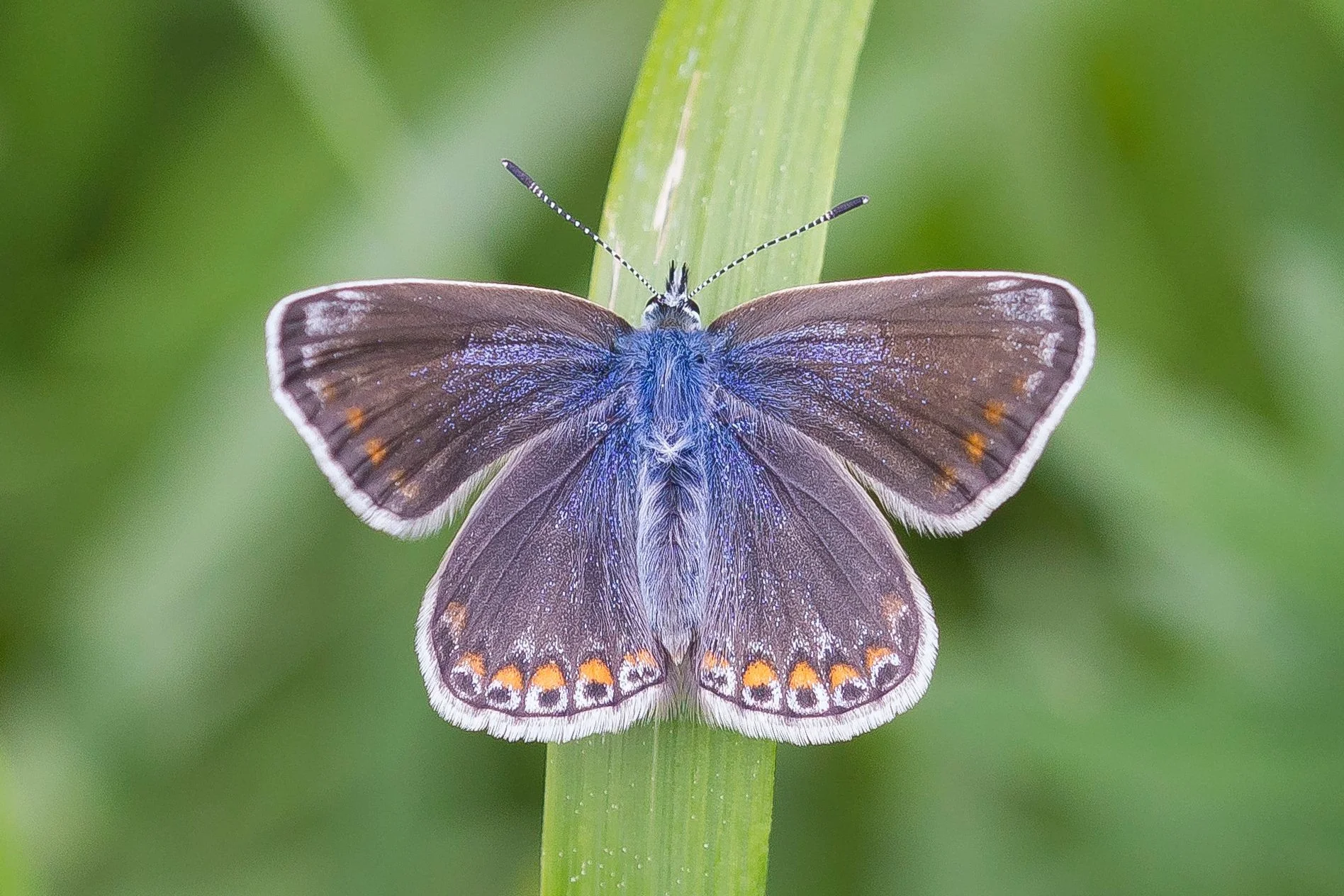Common Blue — Northants Butterflies
