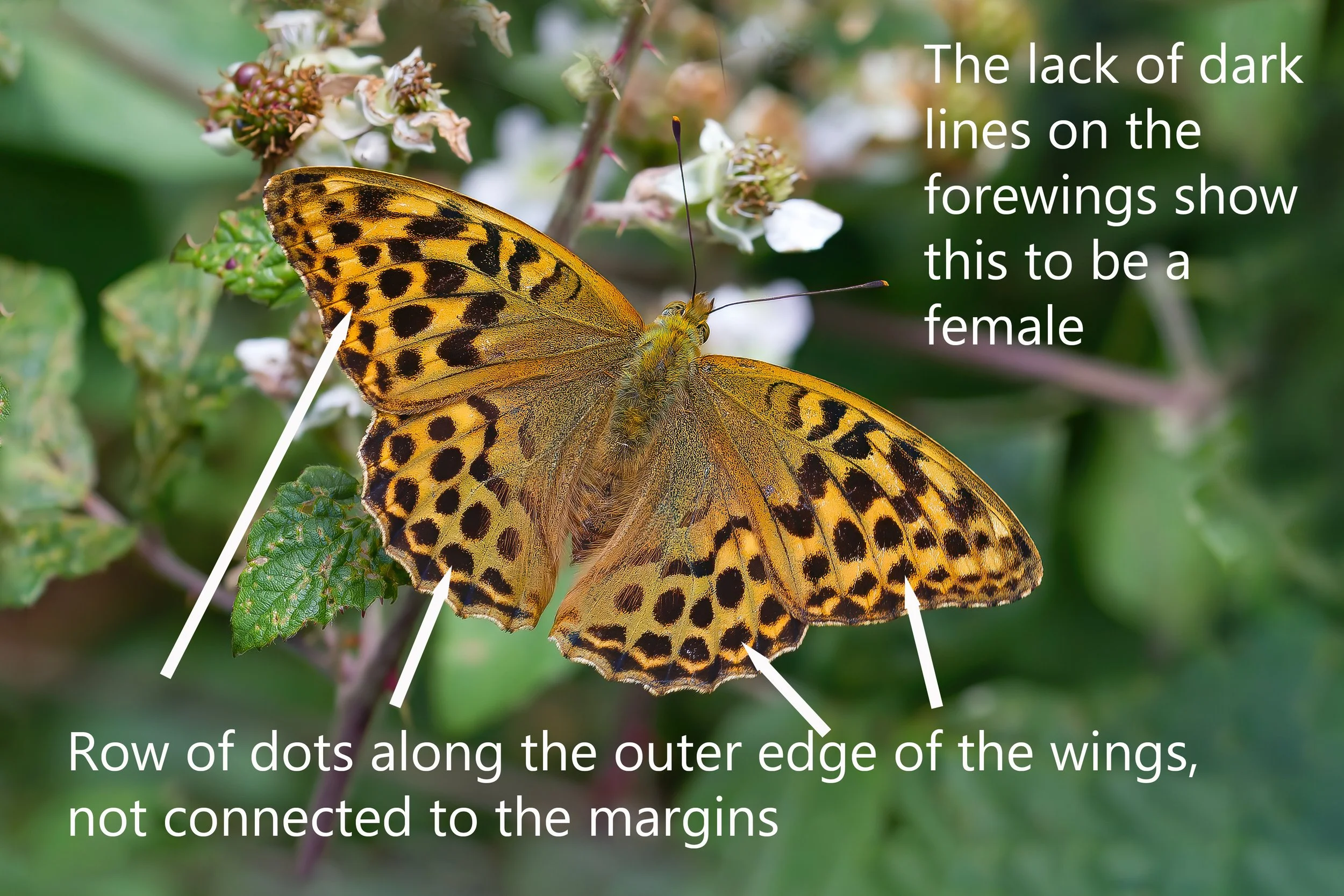 Identifying Confusion Species - The Fritillaries — Northants Butterflies