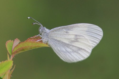 Butterfly Species — Northants Butterflies