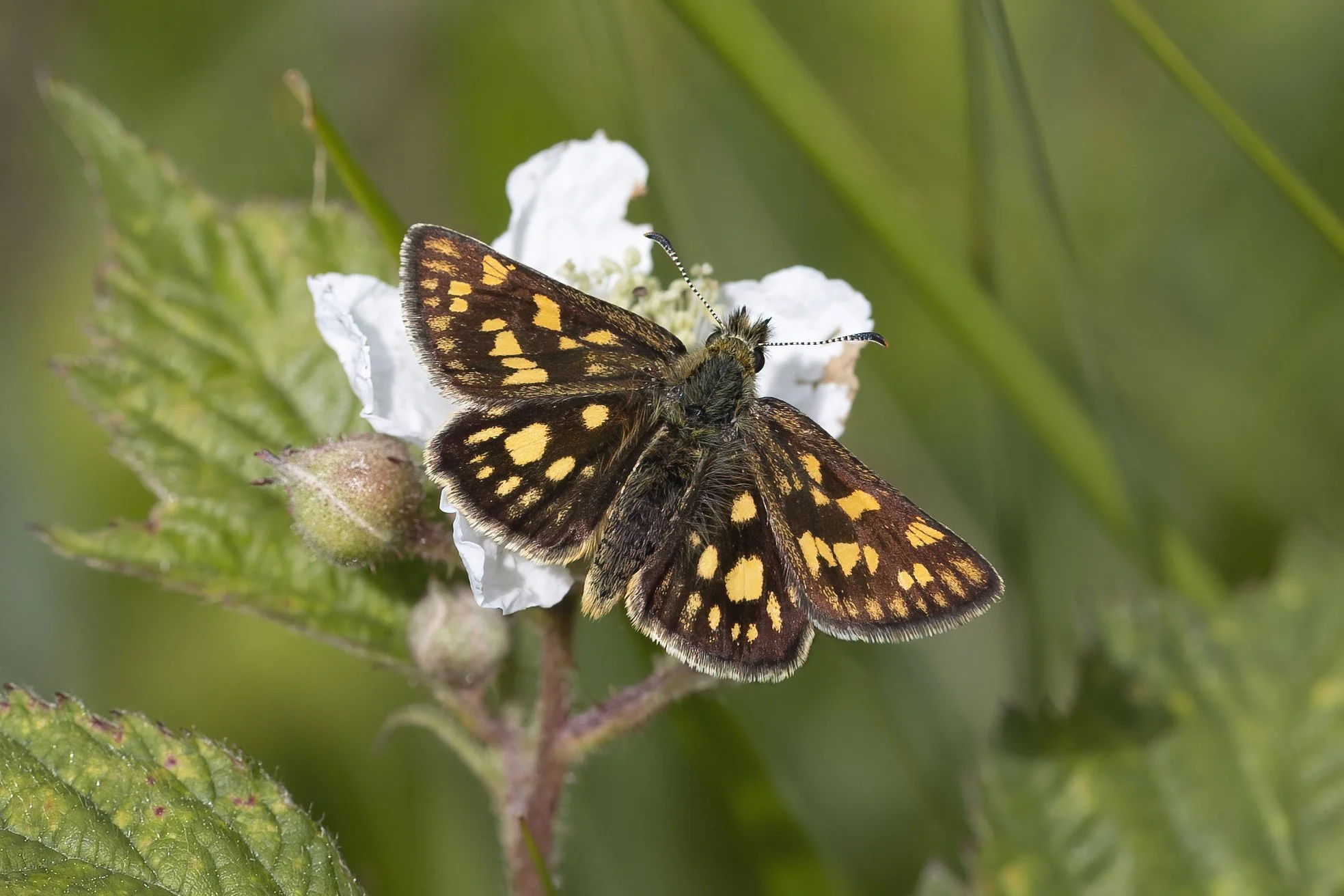 Butterfly Species — Northants Butterflies