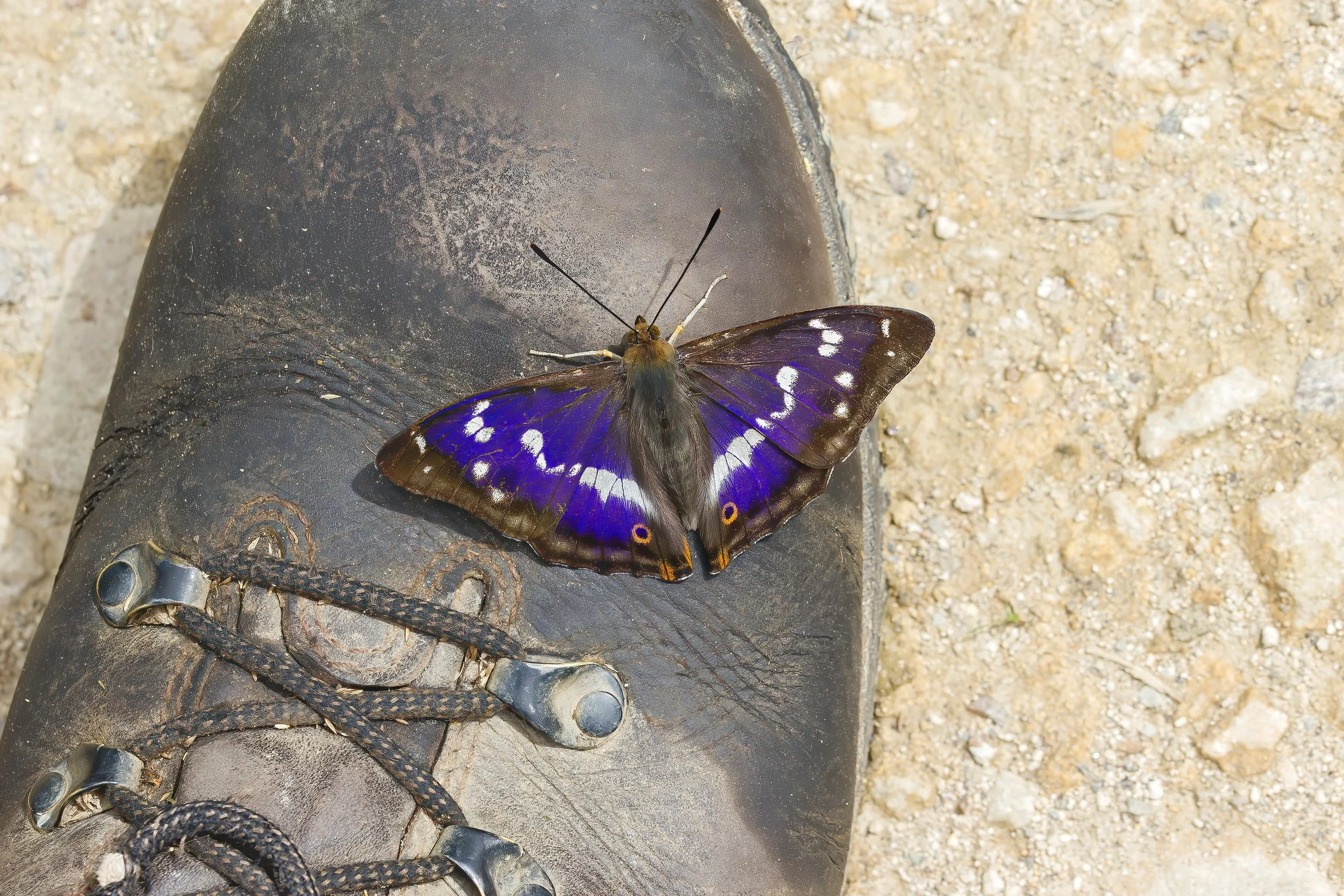 Purple Emperor — Northants Butterflies