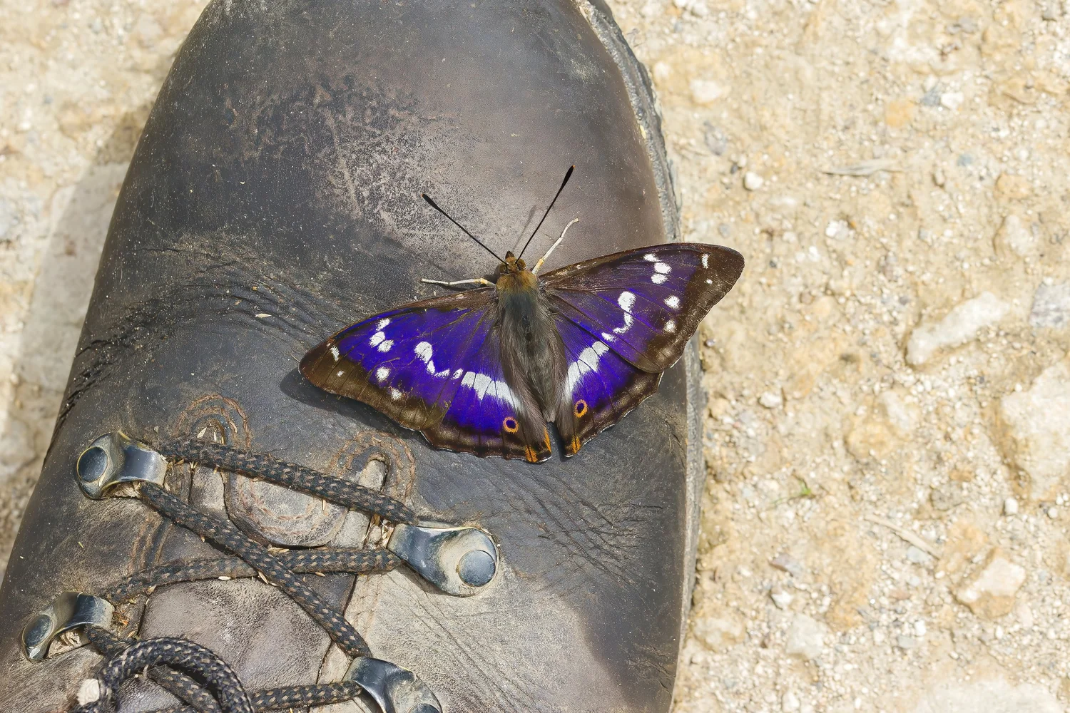 Purple Emperor — Northants Butterflies
