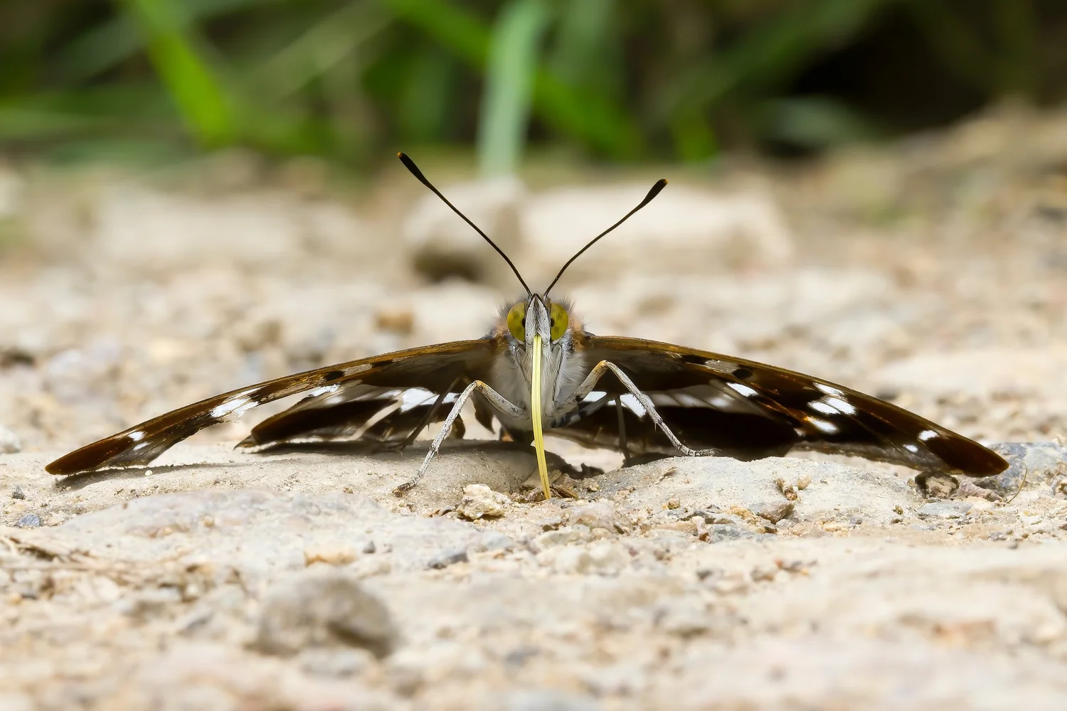 Purple Emperor — Northants Butterflies