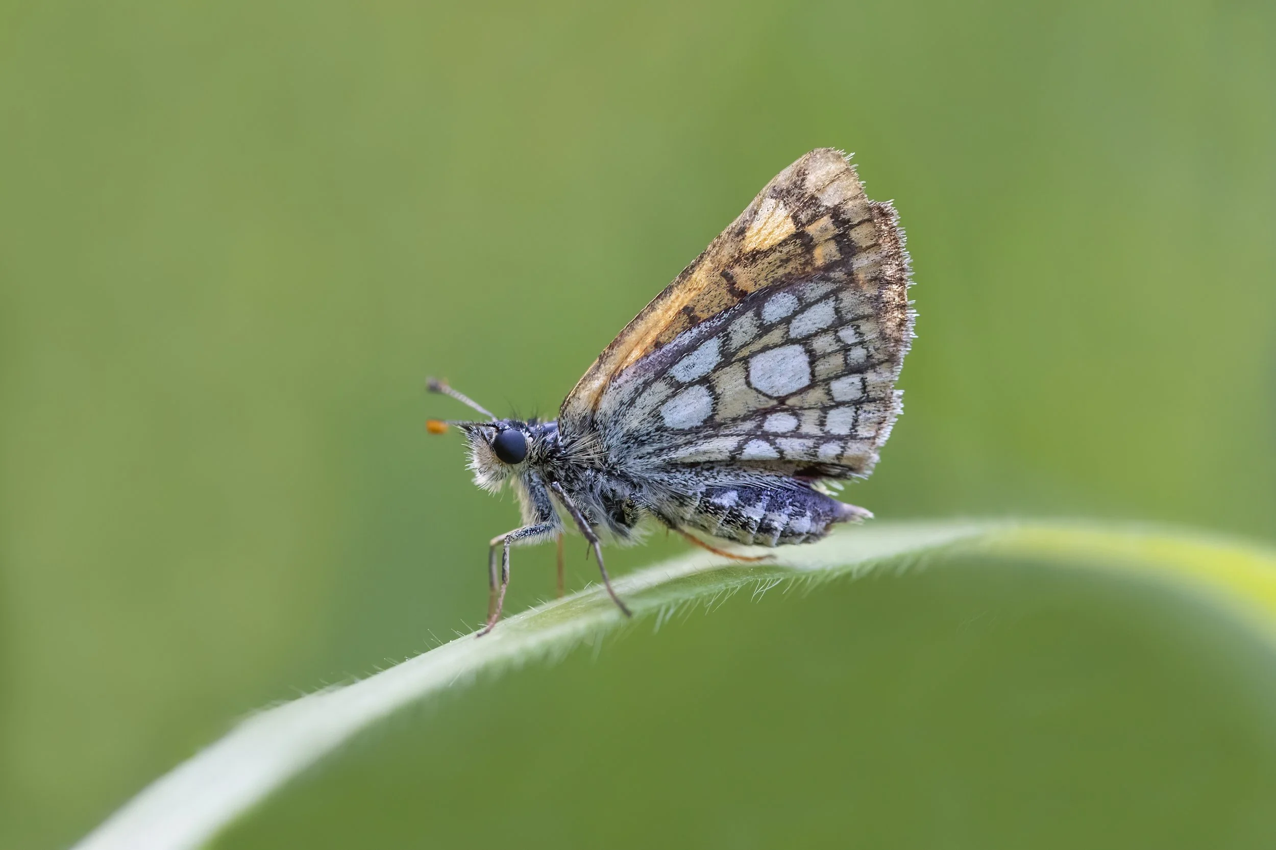 Chequered Skipper — Northants Butterflies