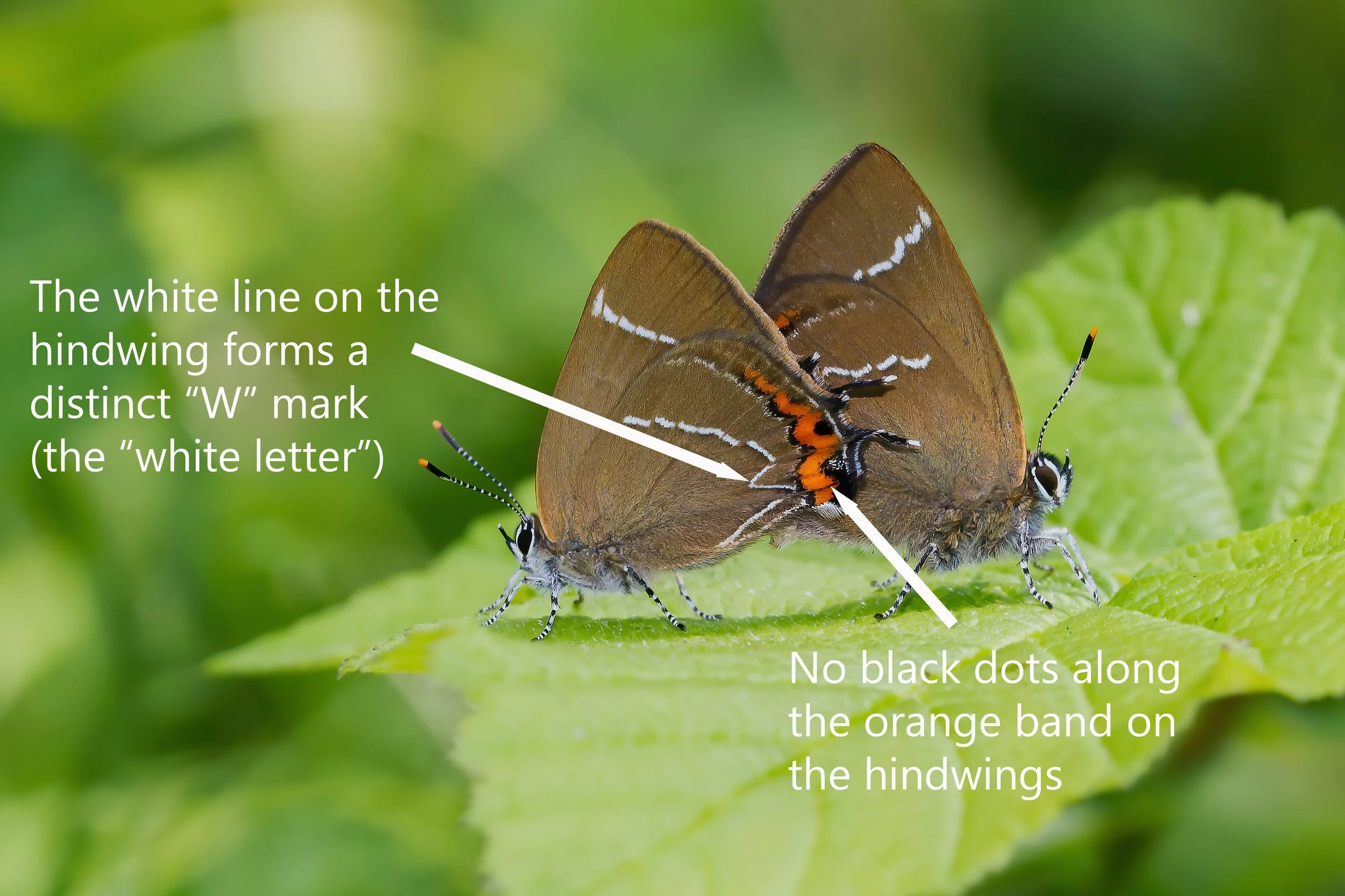 Identifying Confusion Species - The Hairstreaks — Northants Butterflies