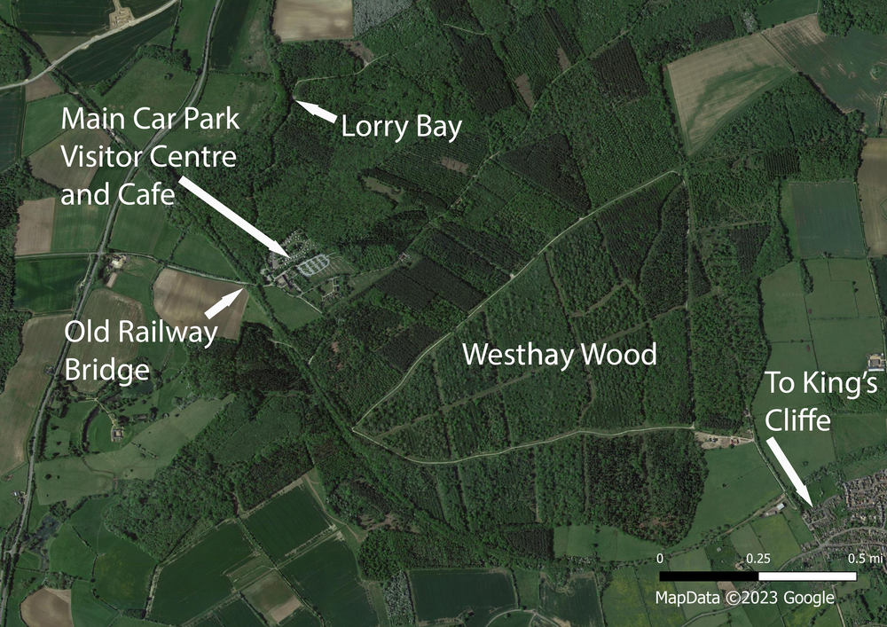 Site Guide: The Butterflies in Northamptonshire's Fineshade Wood ...