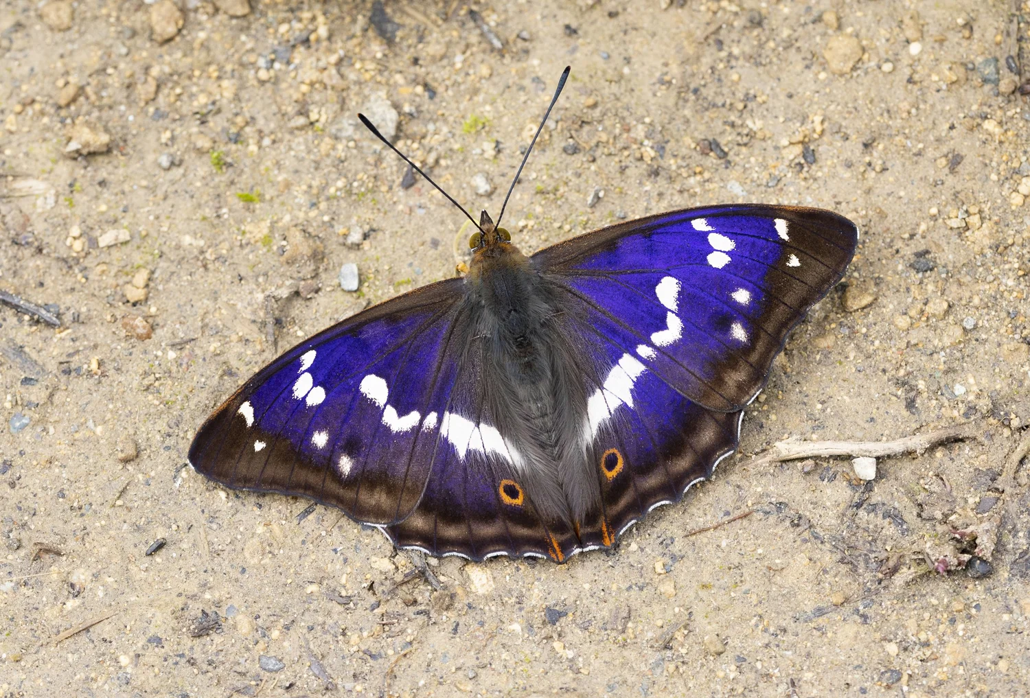 Purple Emperor — Northants Butterflies