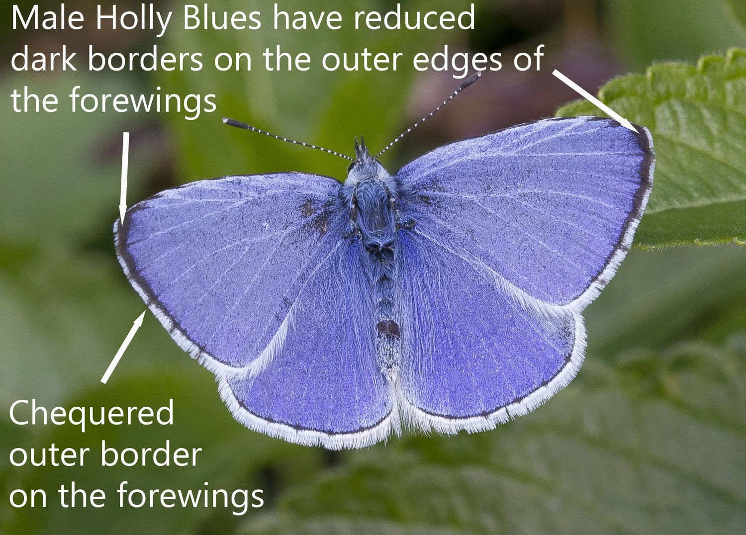 Identifying Confusion Species - The Blues — Northants Butterflies