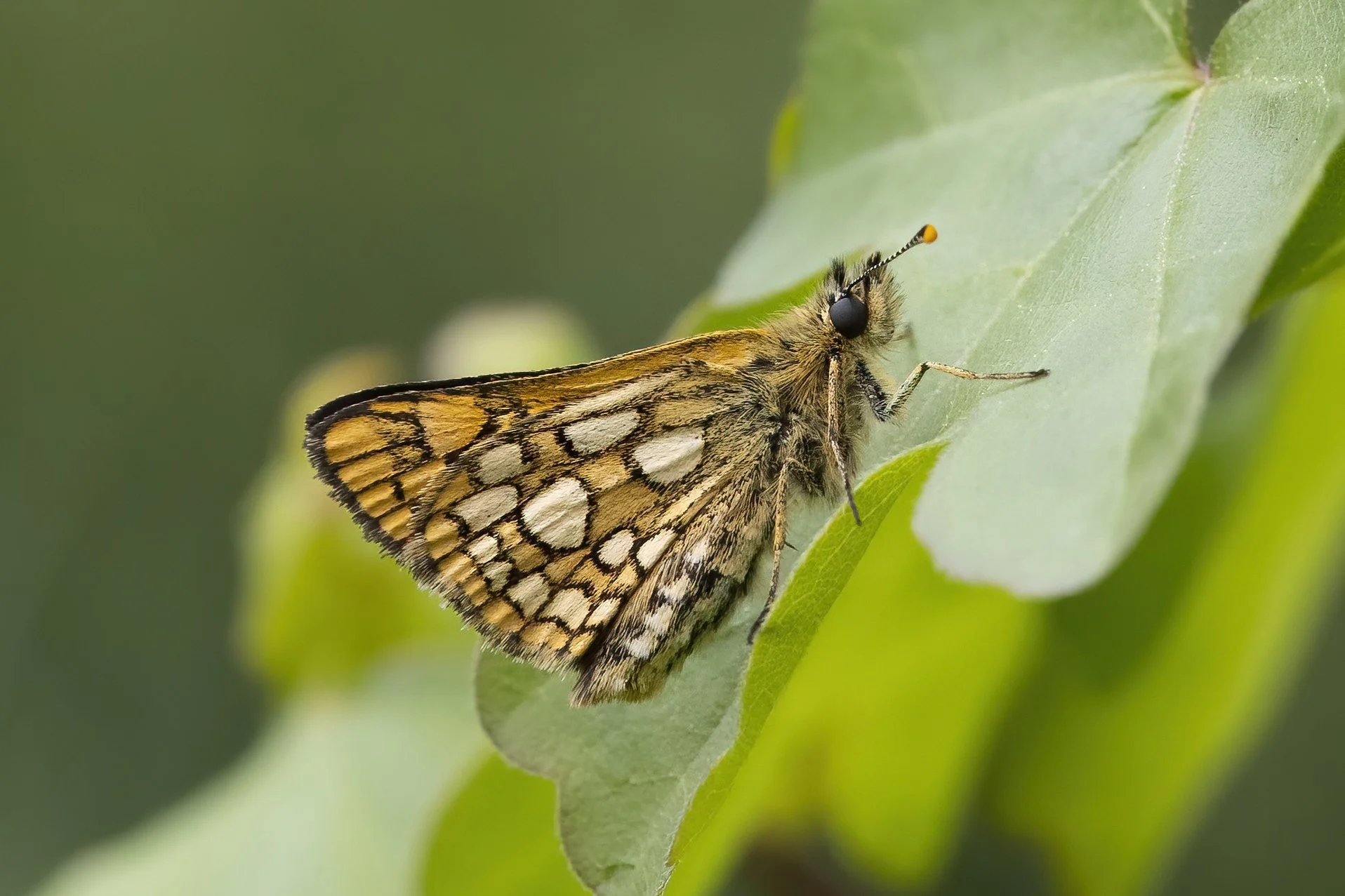 Site Guide: The Butterflies in Northamptonshire's Fineshade Wood ...