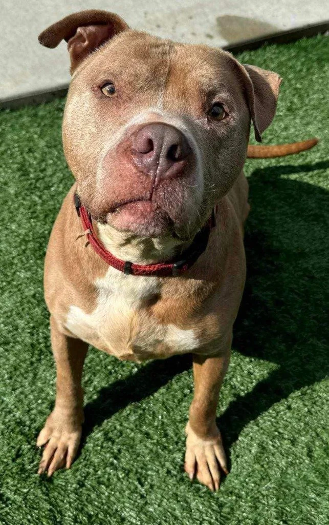 Adoptable Dogs — Catskill Animal Rescue