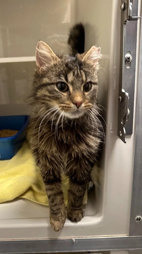 Adoptable Cats — Catskill Animal Rescue