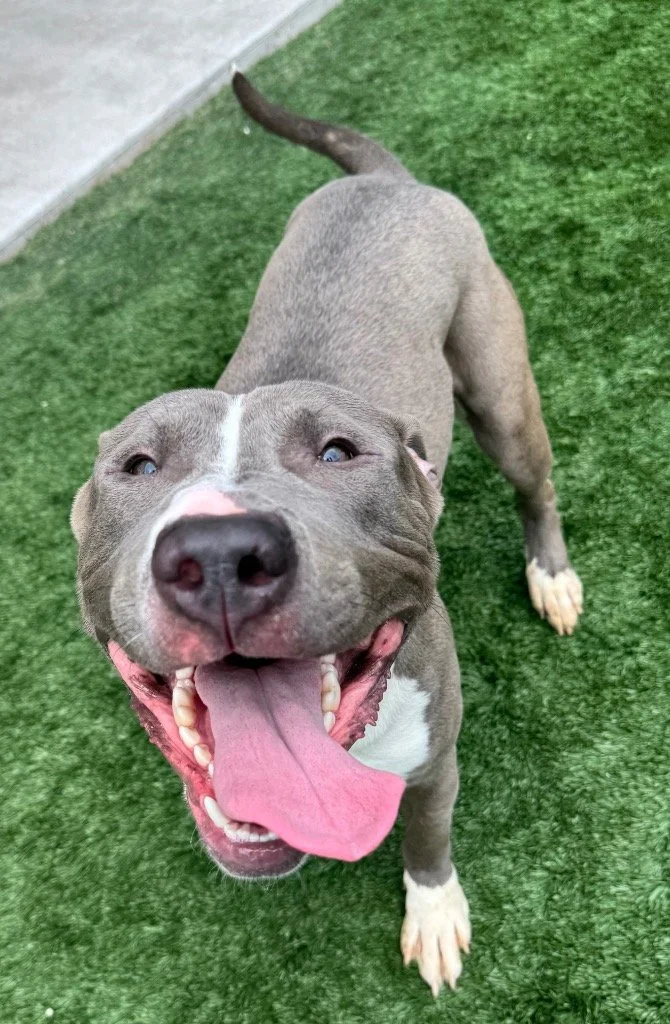 Adoptable Dogs — Catskill Animal Rescue
