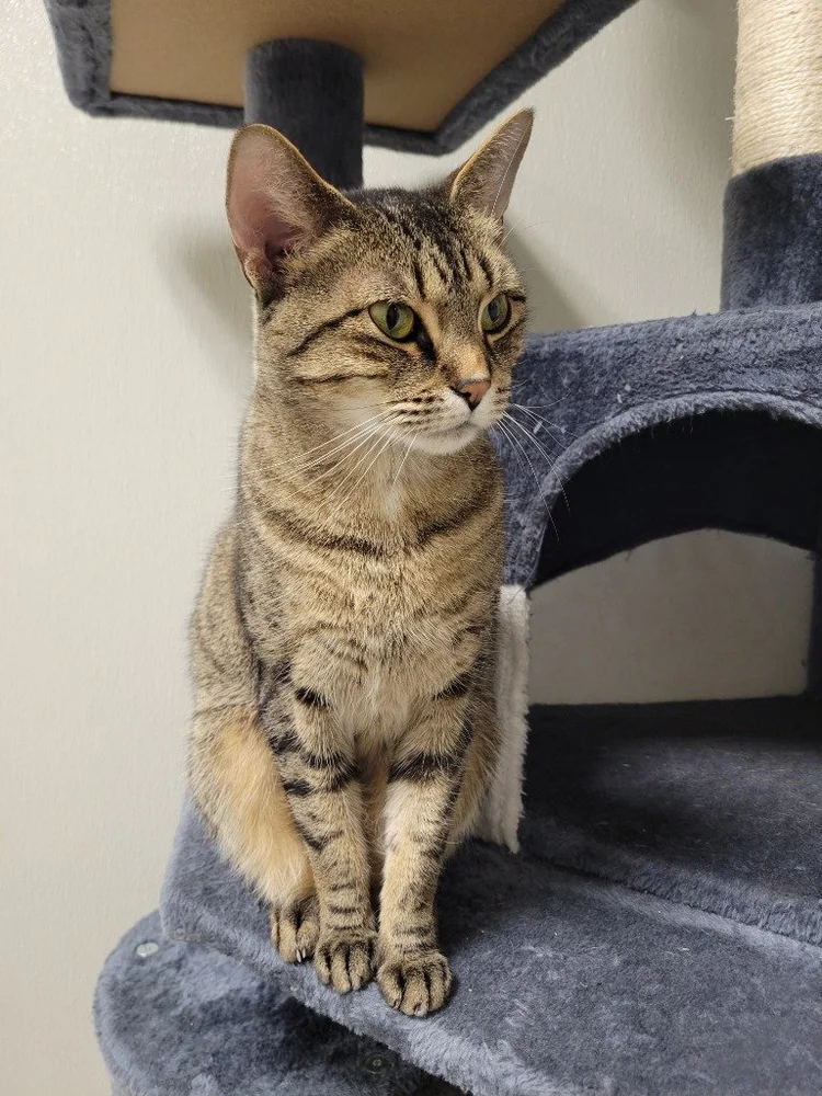Adoptable Cats — Catskill Animal Rescue
