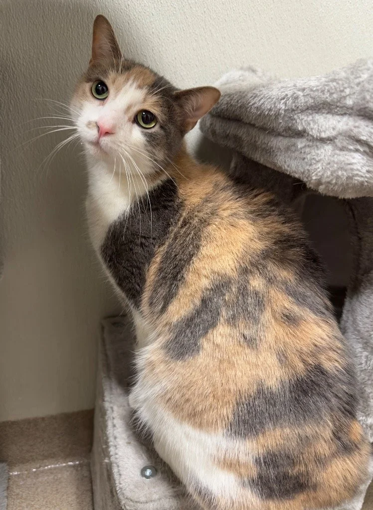 Adoptable Cats — Catskill Animal Rescue