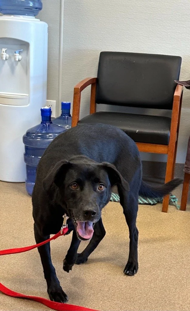 Adoptable Dogs — Catskill Animal Rescue