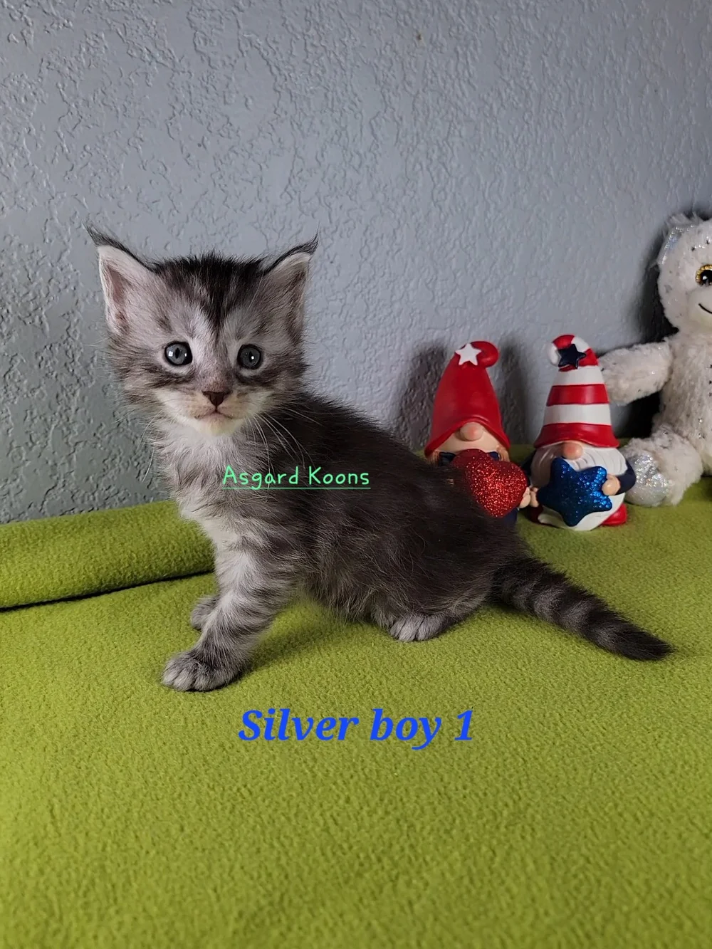 Available Kittens — Asgard Koons - Maine Coon Cattery