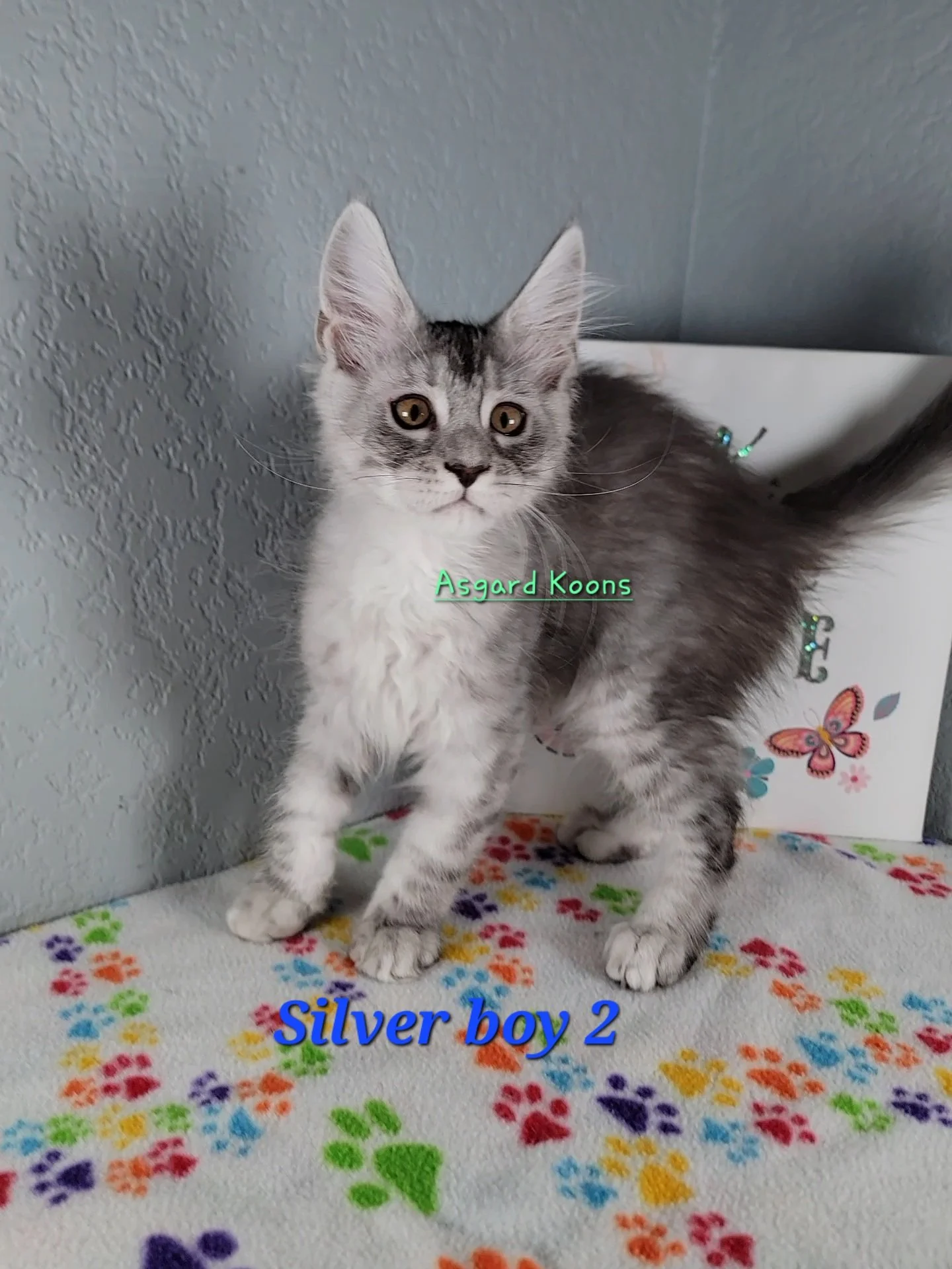 Available Kittens — Asgard Koons - Maine Coon Cattery