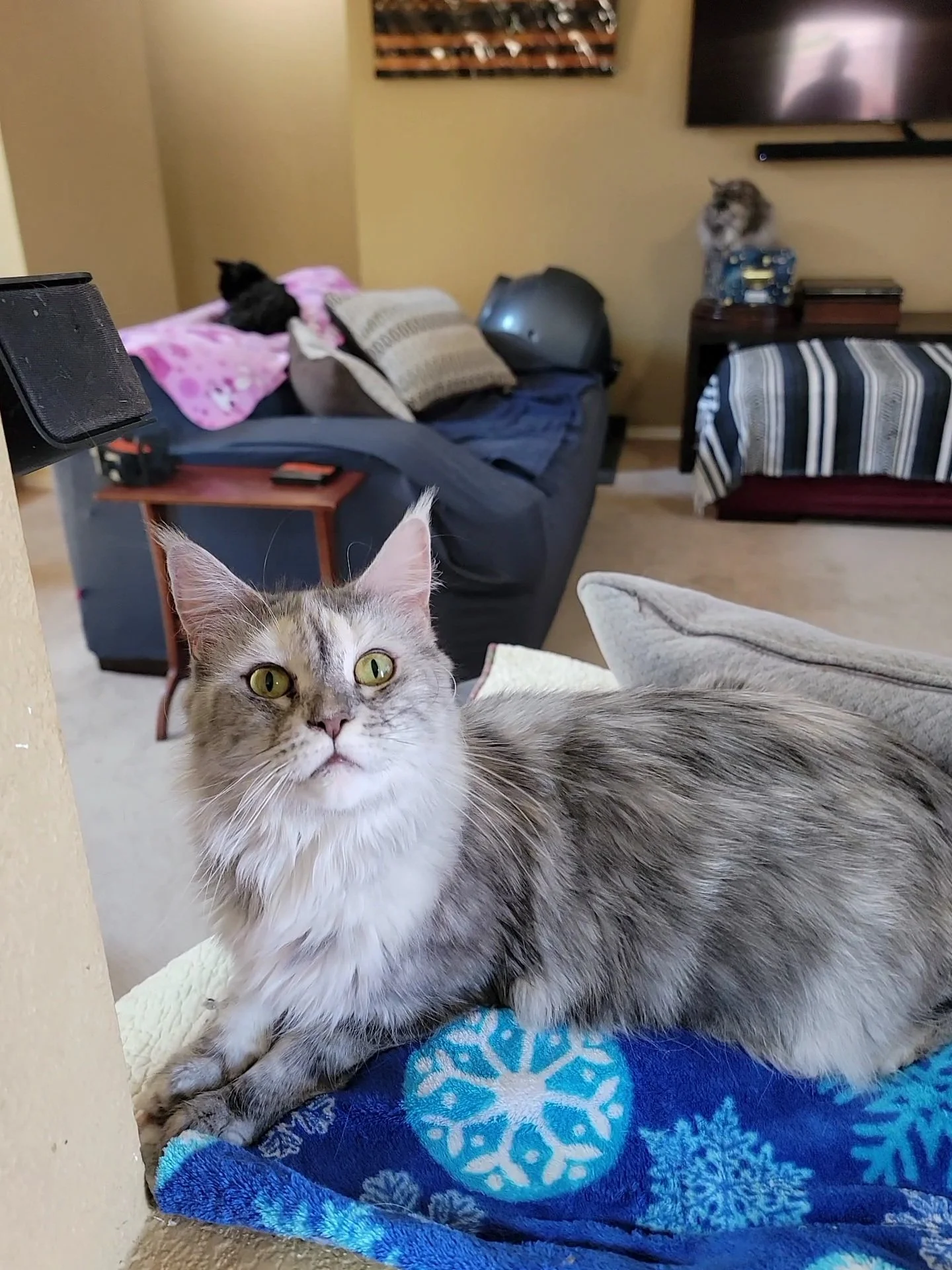 Kings & Queens — Asgard Koons - Maine Coon Cattery