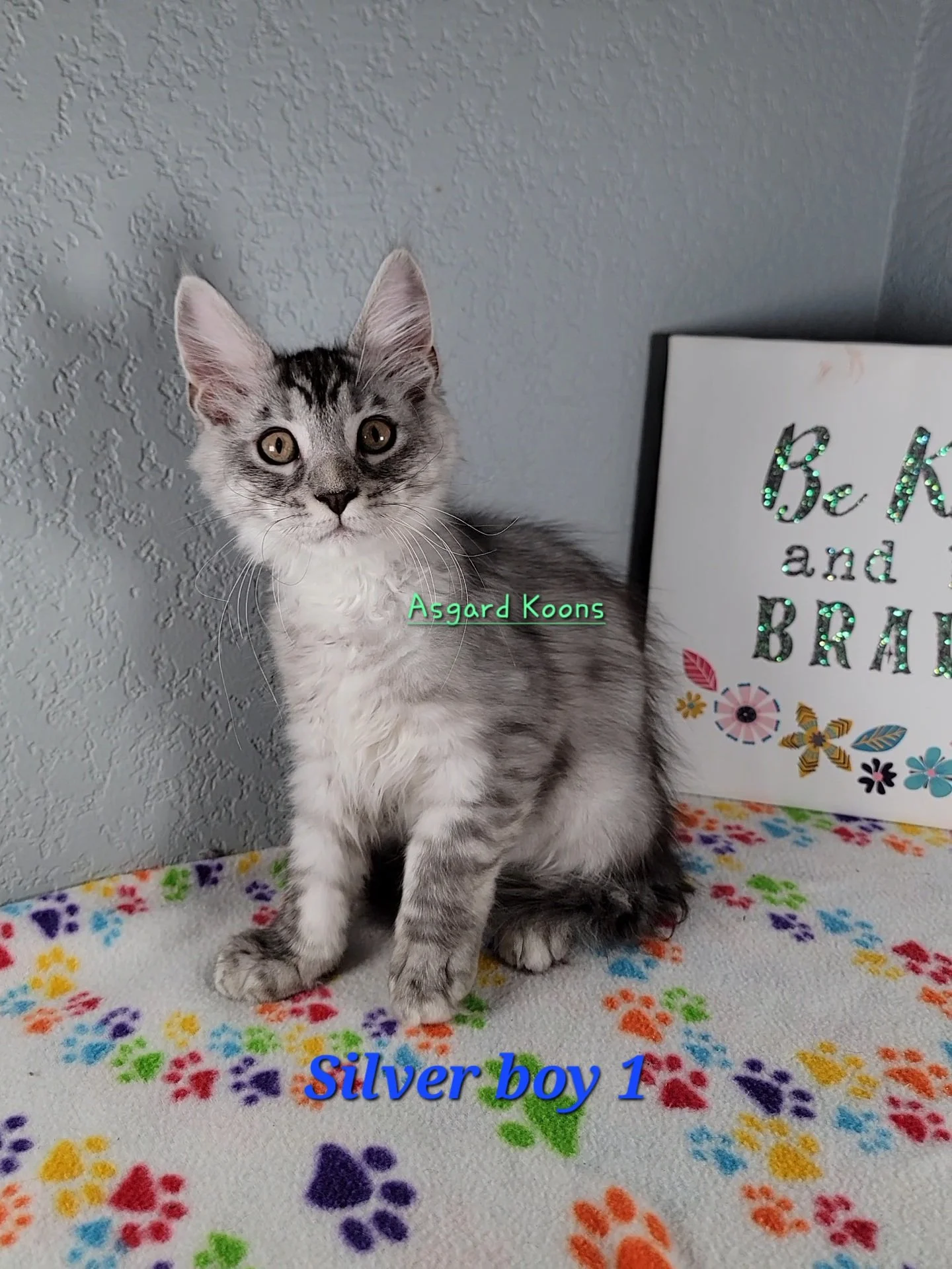 Available Kittens — Asgard Koons - Maine Coon Cattery