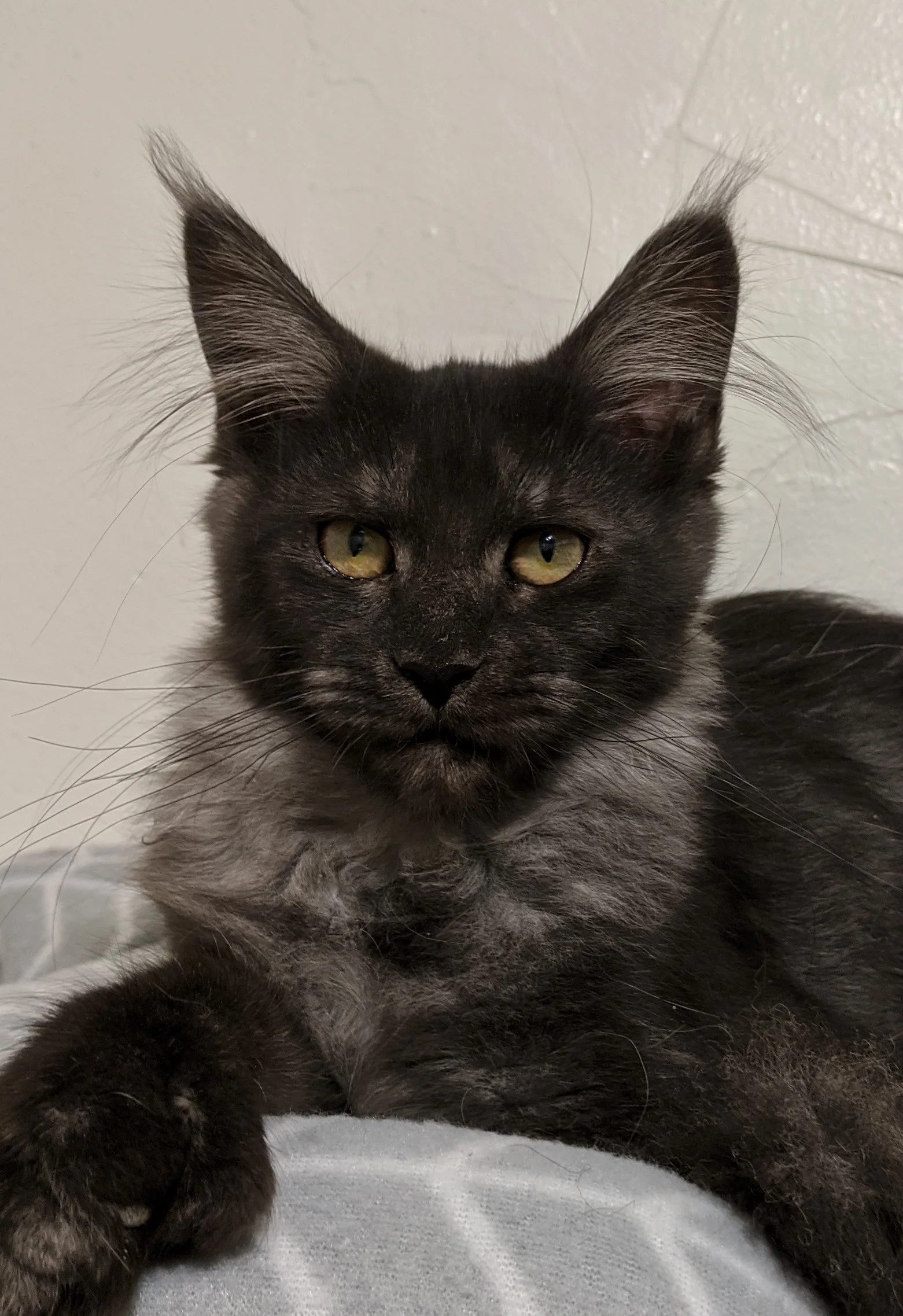 Photos — Asgard Koons - Maine Coon Cattery