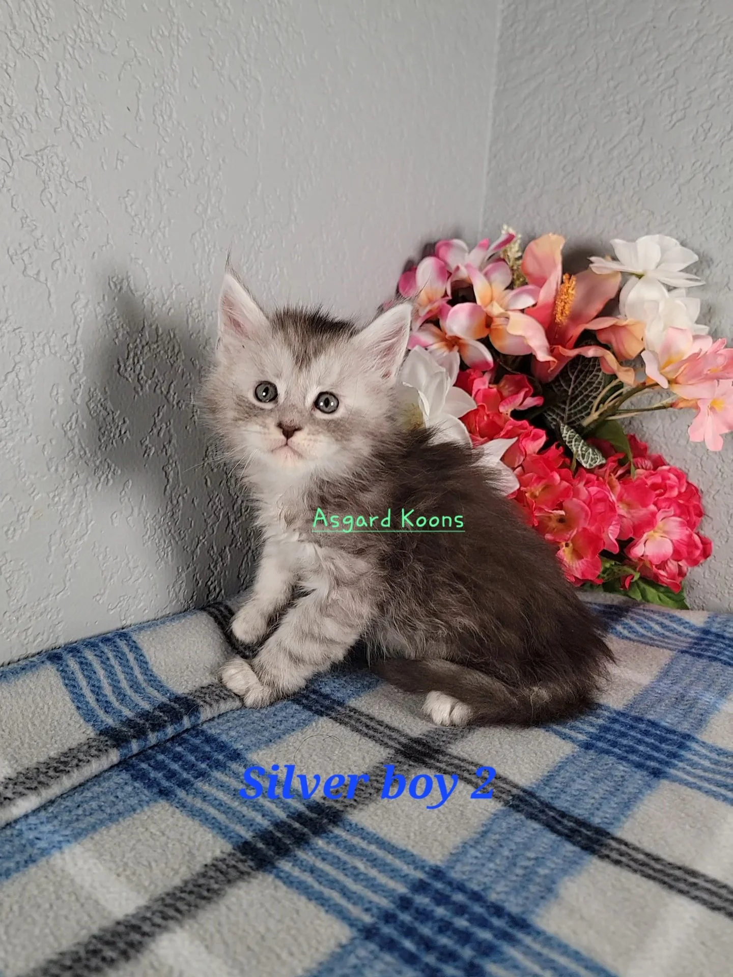 Available Kittens — Asgard Koons - Maine Coon Cattery