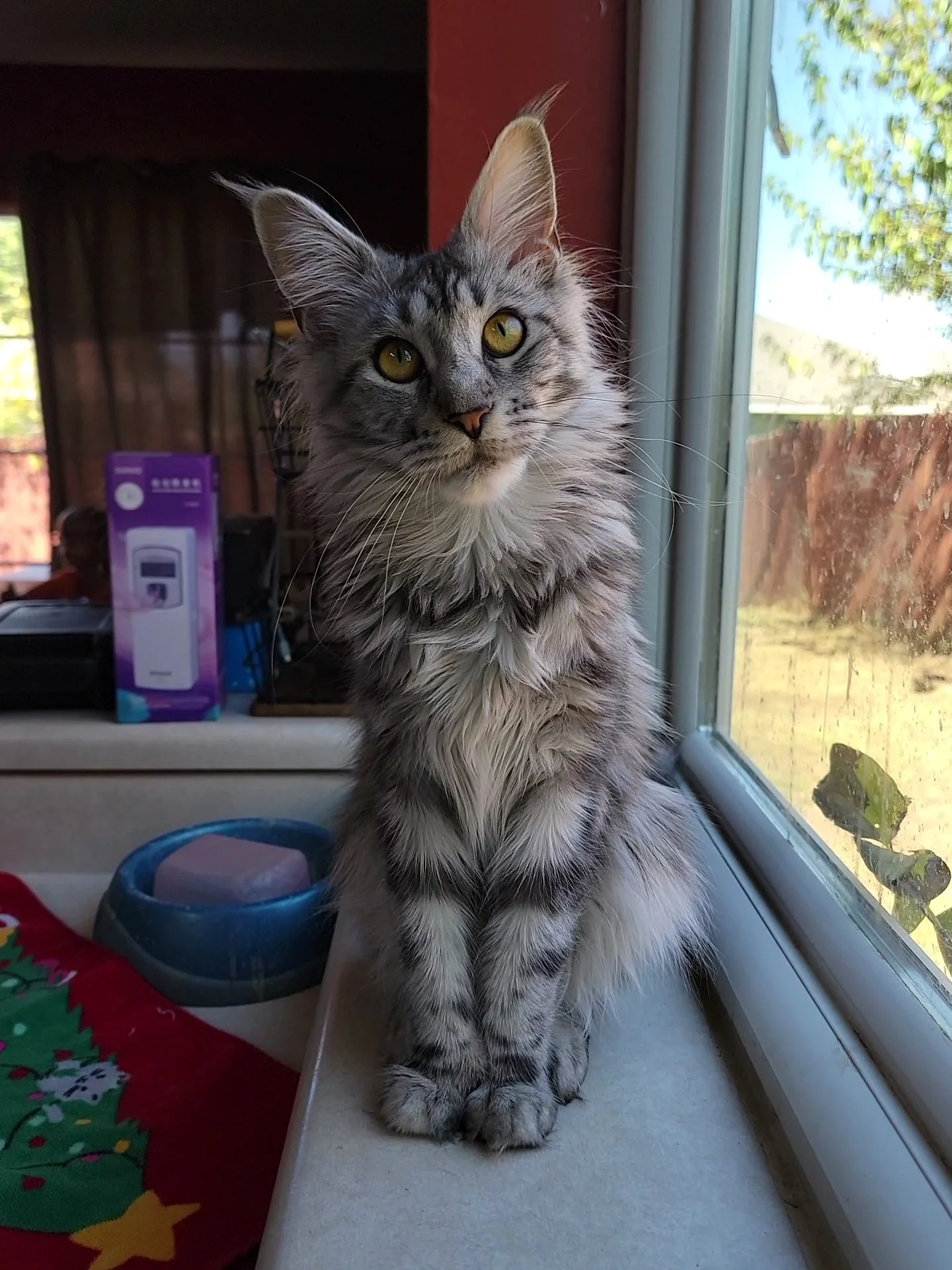 Kings & Queens — Asgard Koons - Maine Coon Cattery