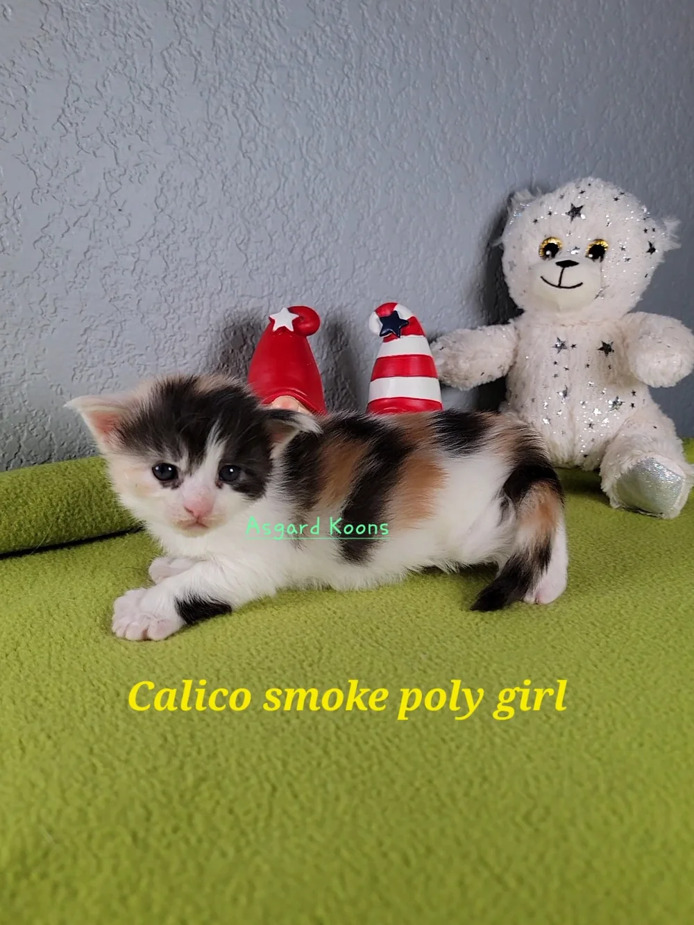 Available Kittens — Asgard Koons - Maine Coon Cattery