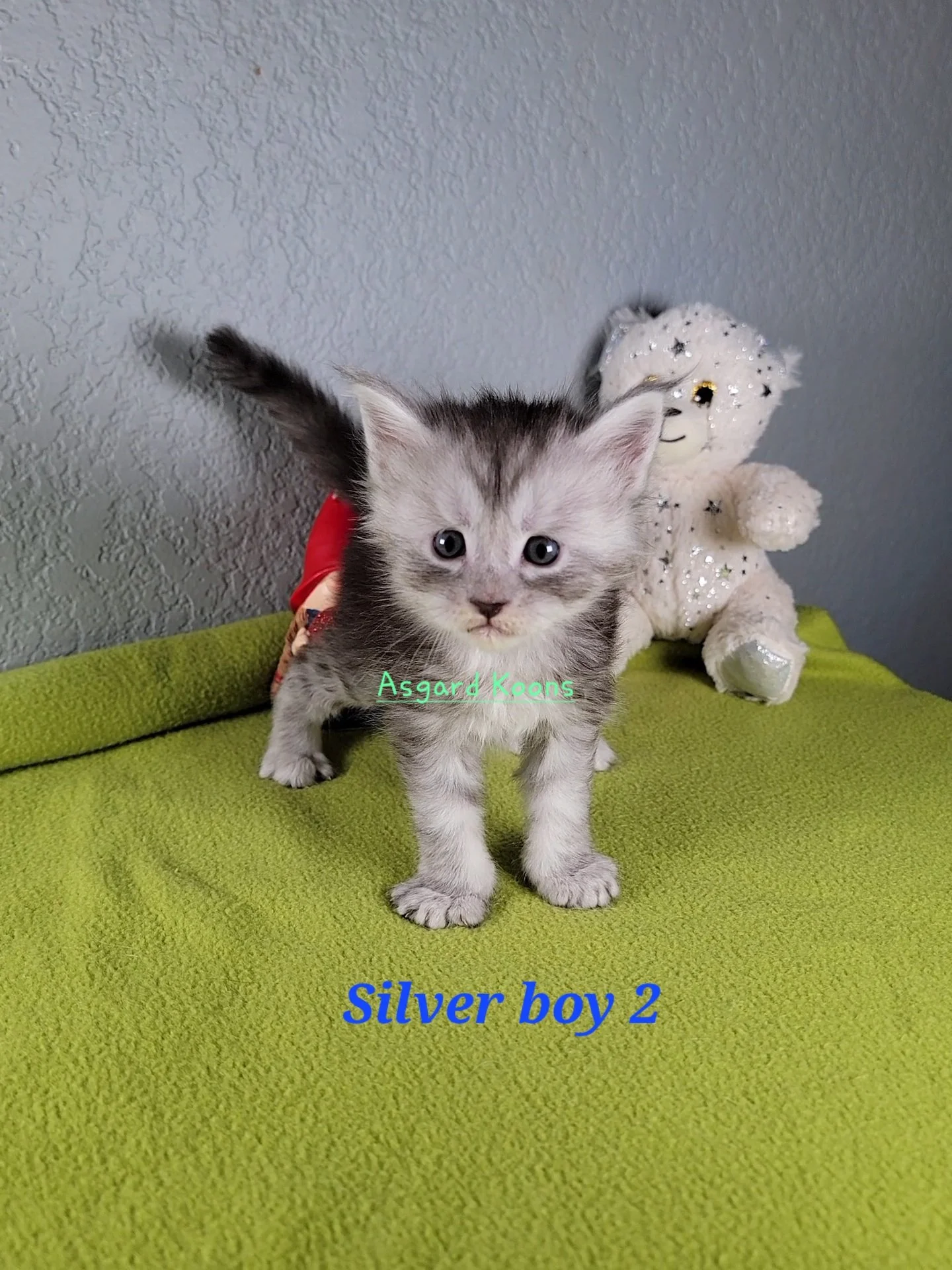 Available Kittens — Asgard Koons - Maine Coon Cattery
