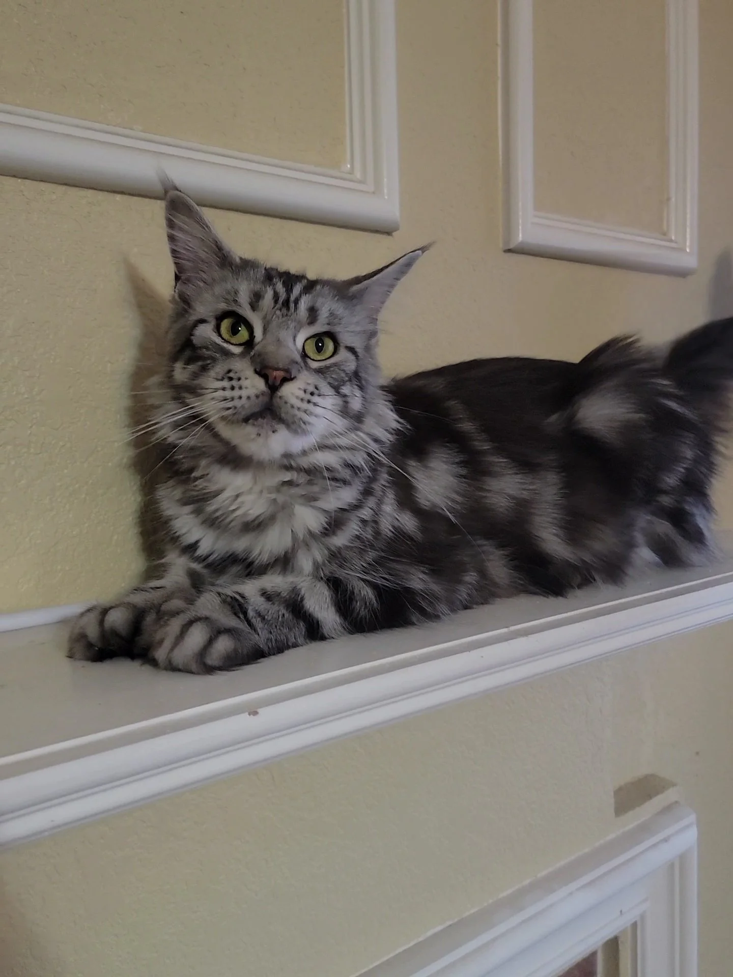 Photos — Asgard Koons - Maine Coon Cattery