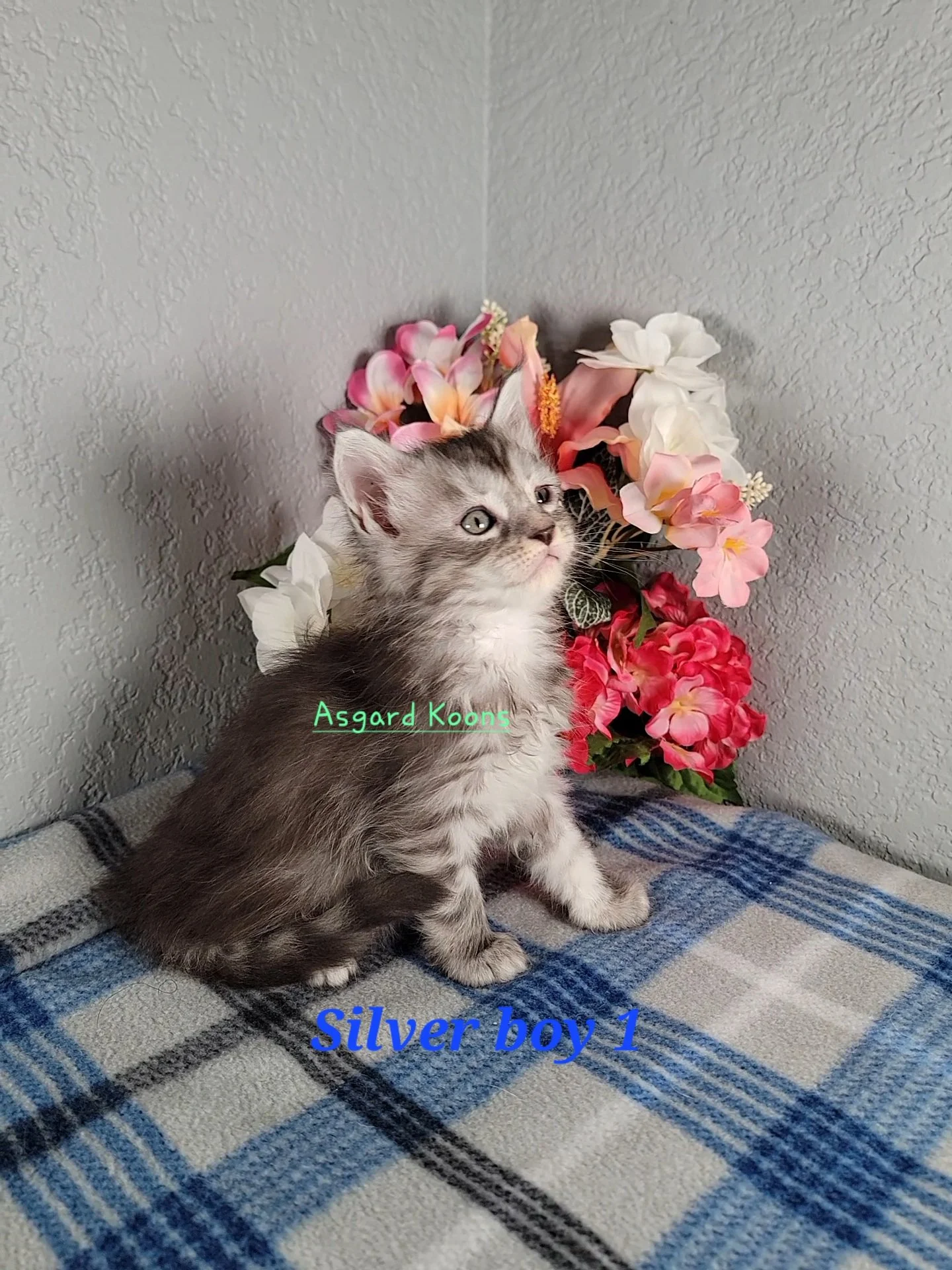 Available Kittens — Asgard Koons - Maine Coon Cattery
