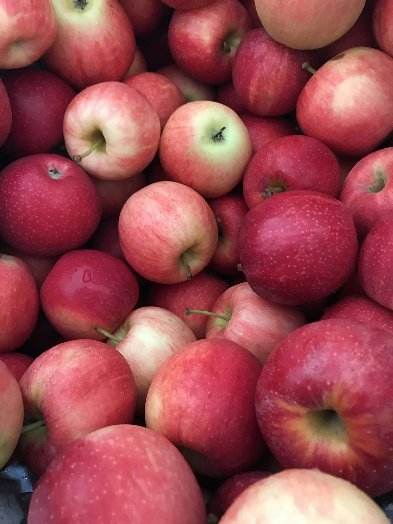 Fresh Ohio-Grown Apples, Peaches & Produce | Geig’s Orchard Seasonal ...