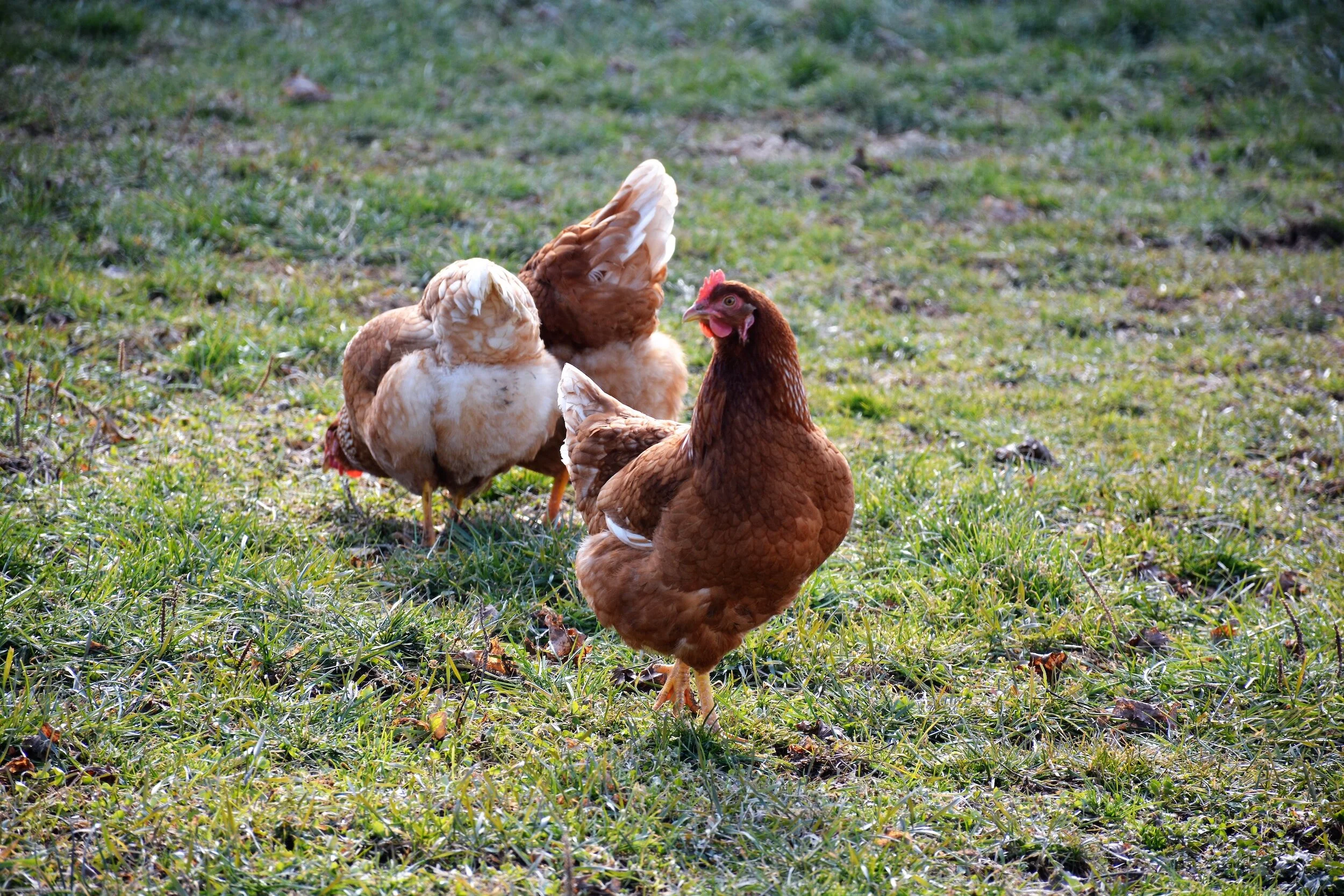 Free run vs. free range: What’s the difference? — Be Free and Eat