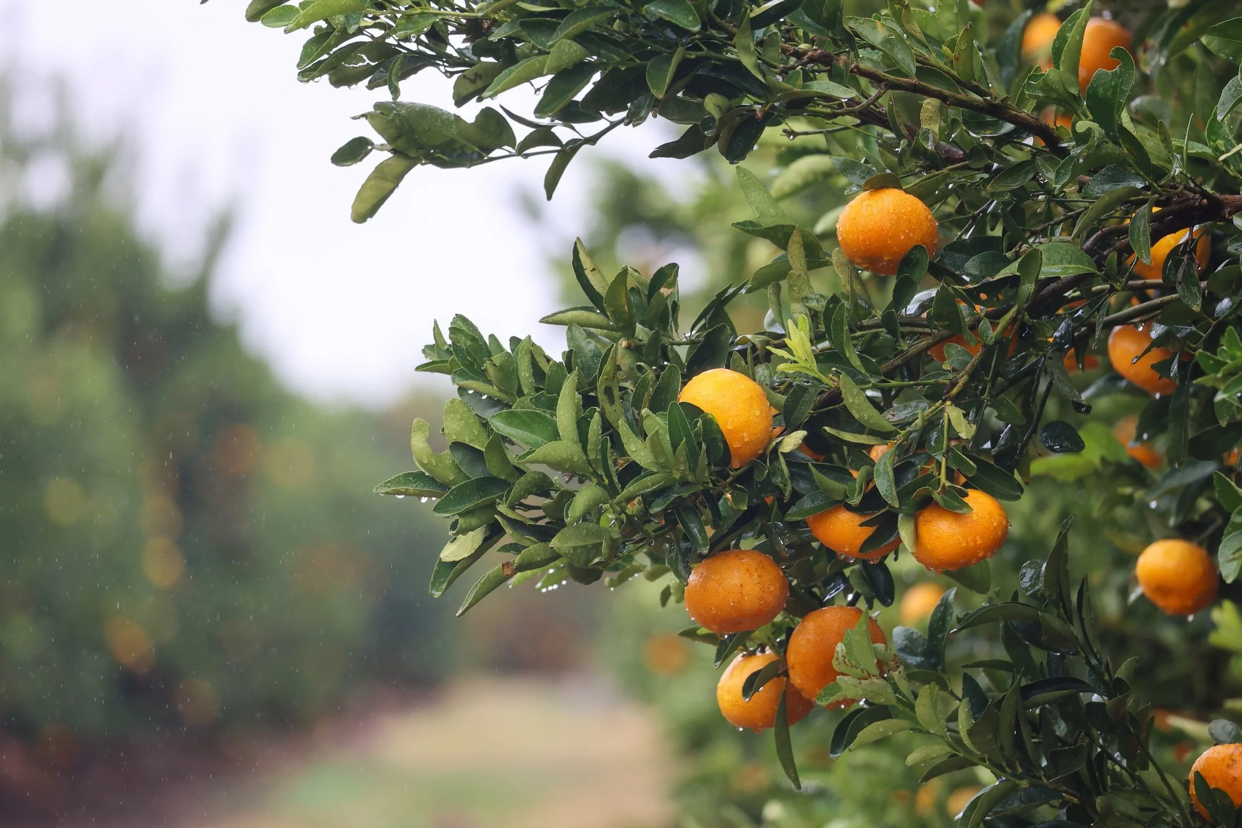 Quebec Citrus Australia
