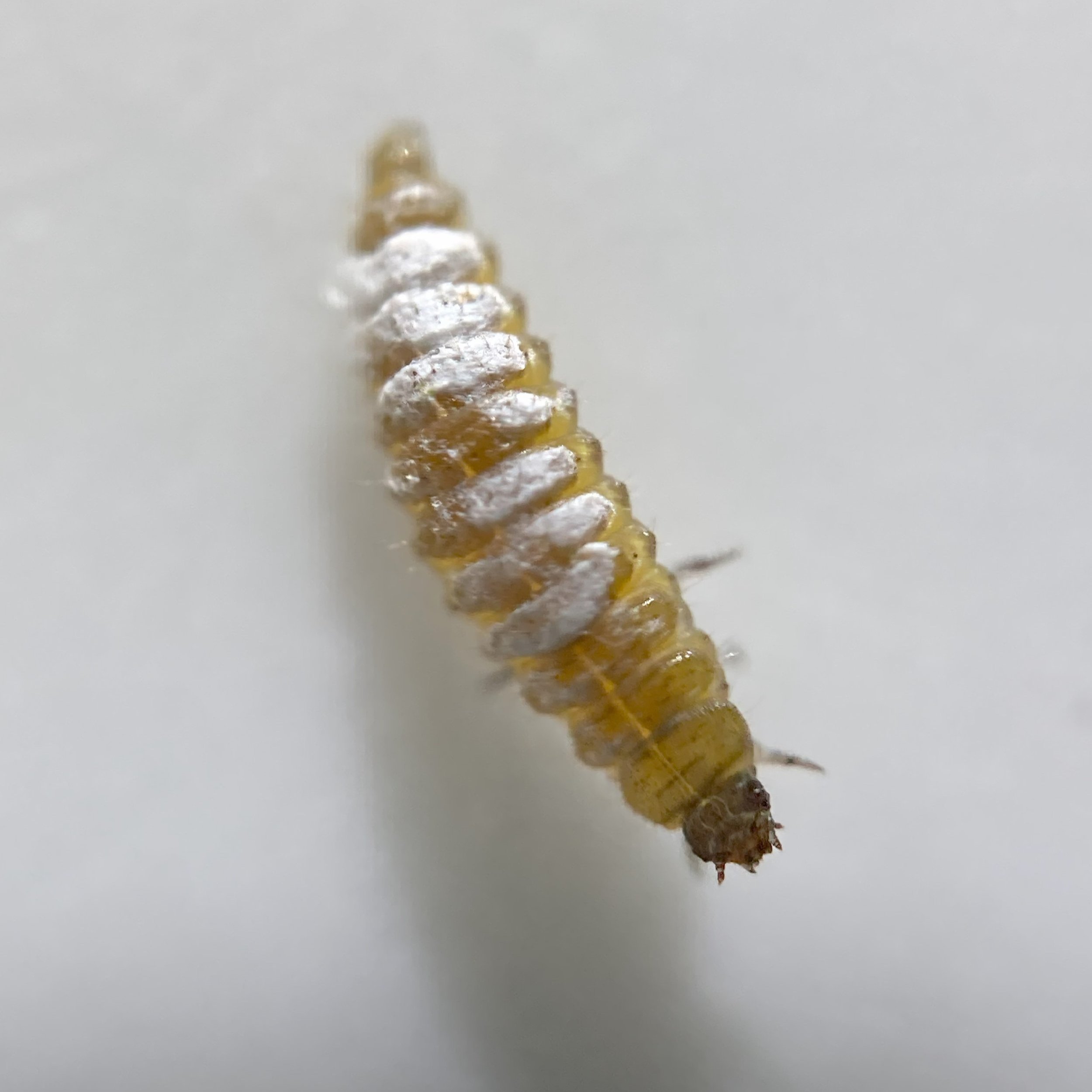 Laricobius nigrinus For Sale — PEST TECH BIOLOGICS