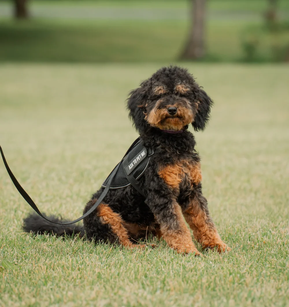 Available Trained Puppies - Kentucky Mountain Doodles