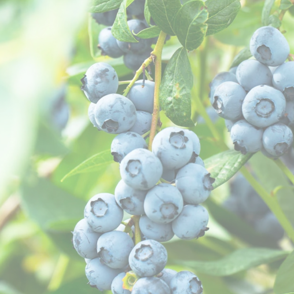 Blueberry Basics — Salty Acres