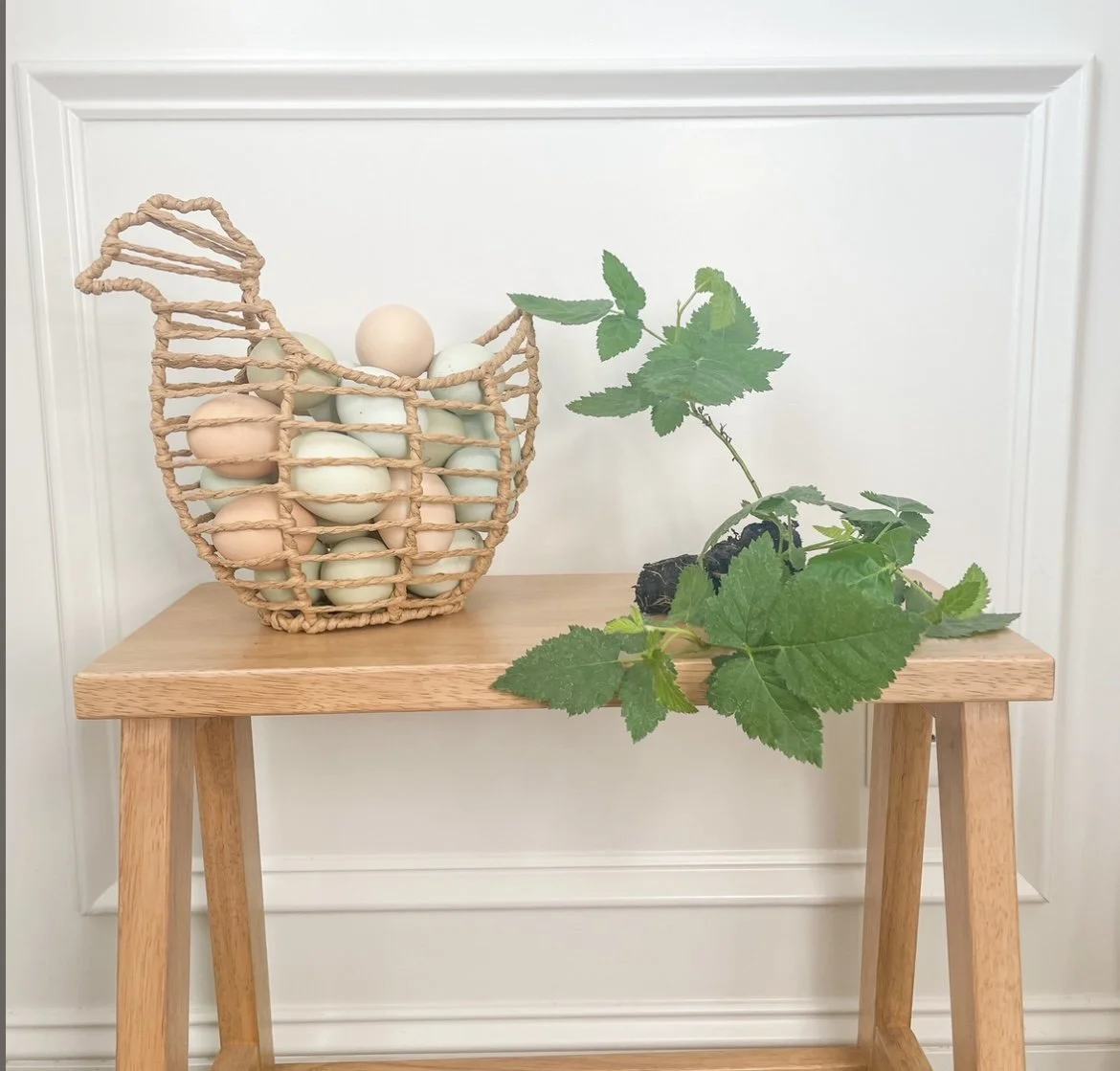 Emerald Blueberry - Starter Plant — Salty Acres