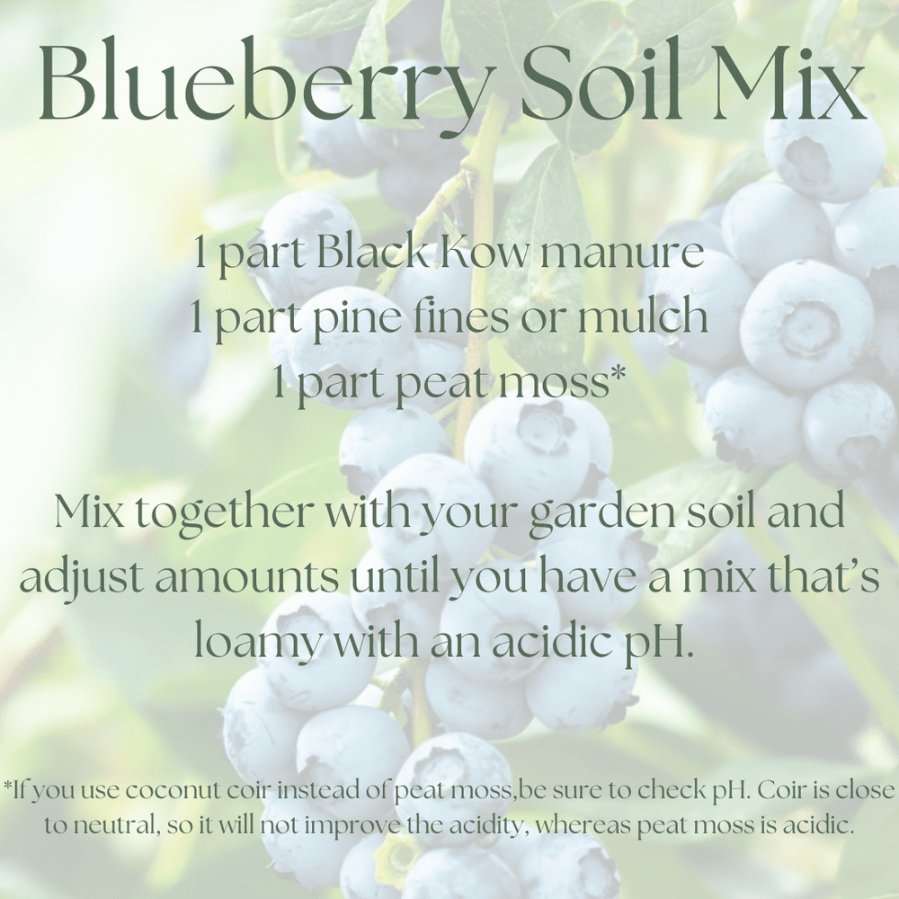 Blueberry Basics — Salty Acres