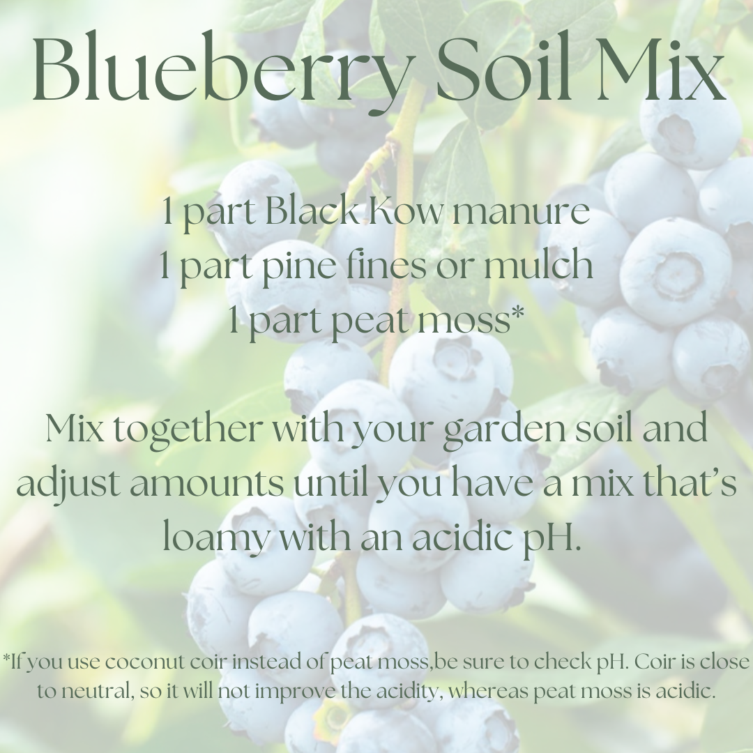 Blueberry Basics — Salty Acres