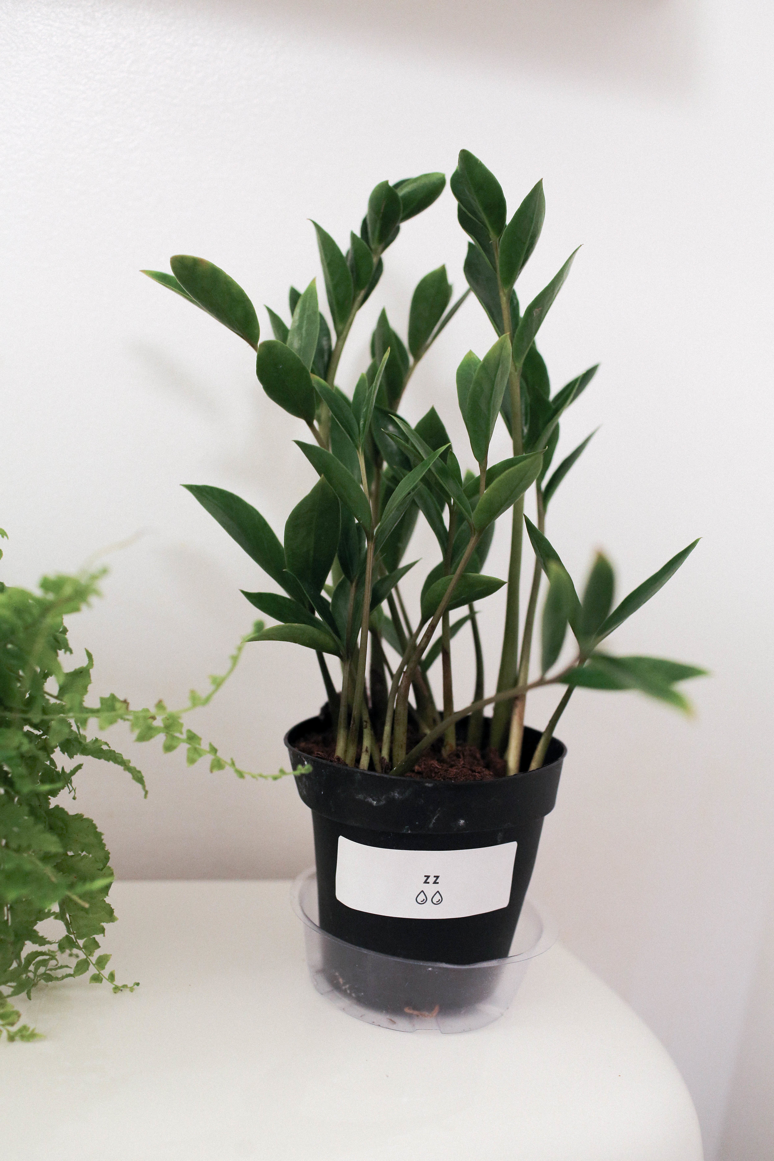 WHICH PLANTS WILL SURVIVE IN ZERO LIGHT?! — The Sorry Girls