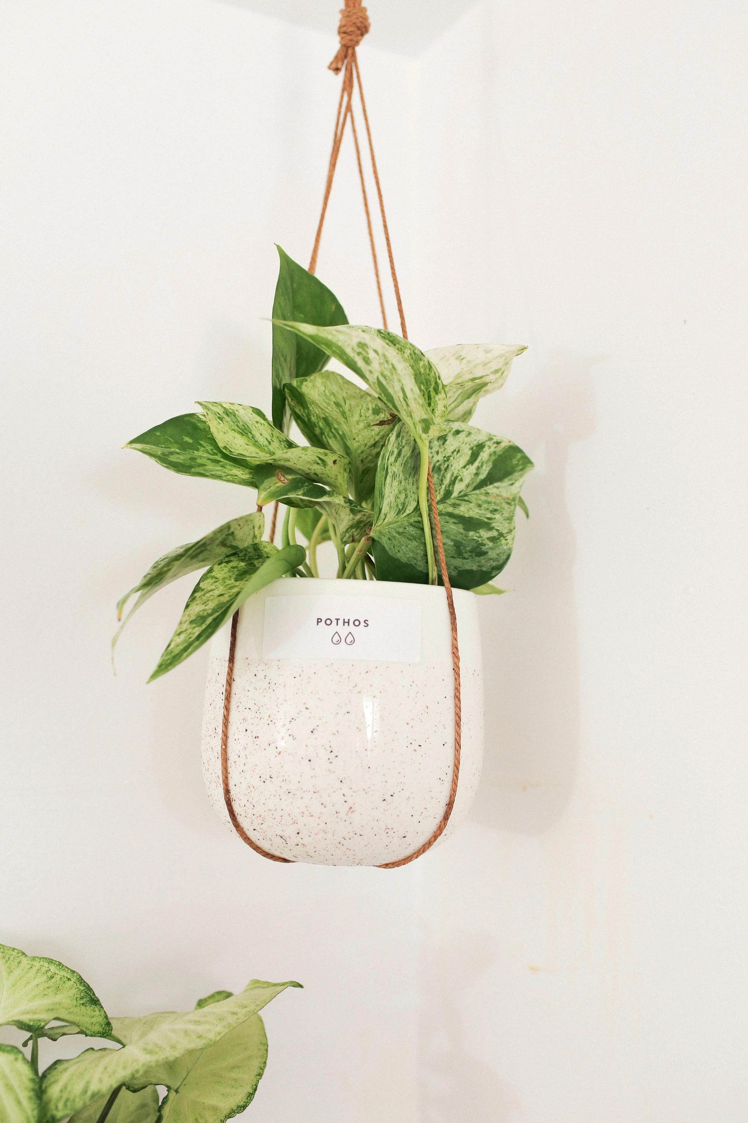 WHICH PLANTS WILL SURVIVE IN ZERO LIGHT?! — The Sorry Girls