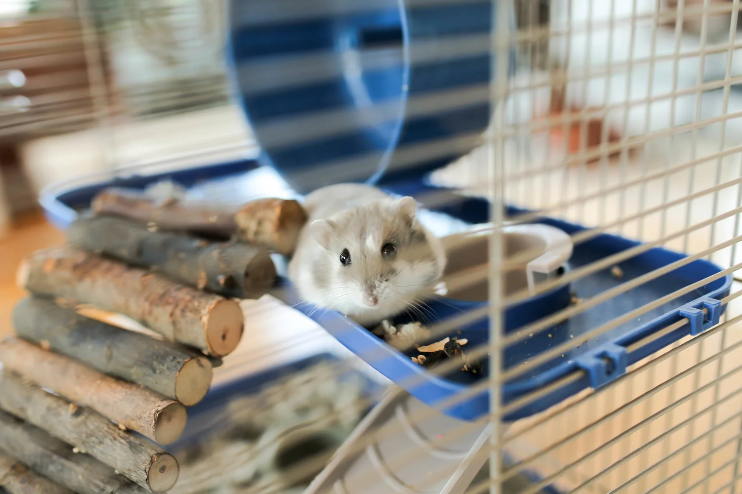 DIY Hamster Cage — The Sorry Girls