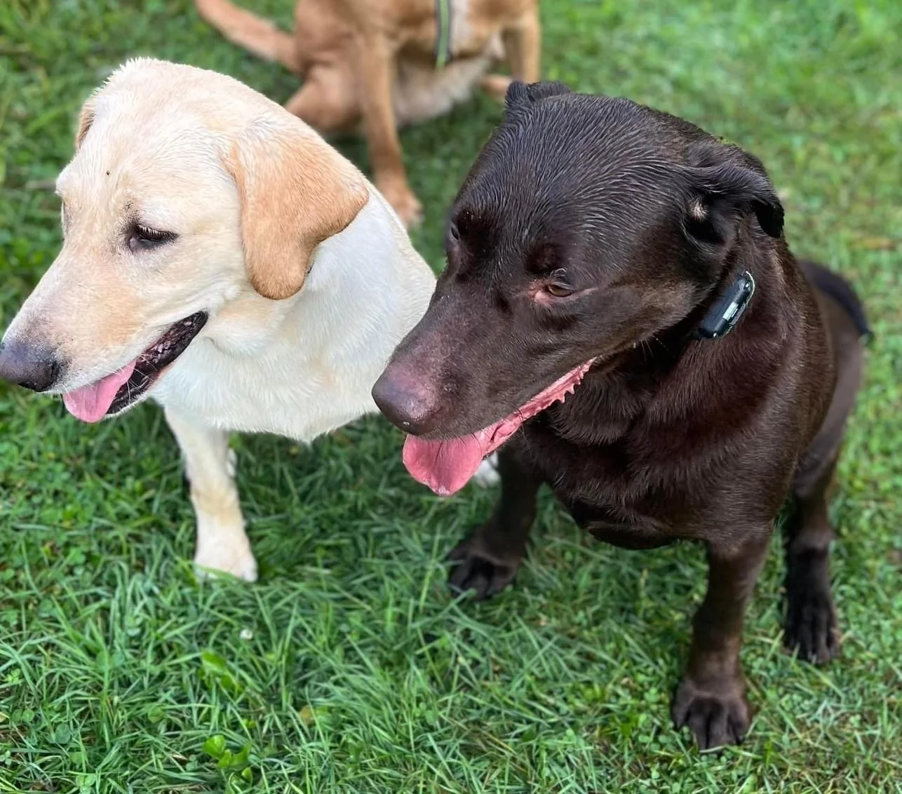 Gunner's Point Labradors