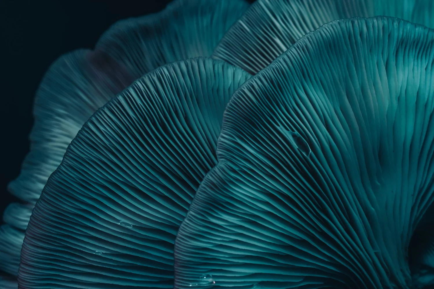 Inter Scaldes Restaurant Kruiningen | Officiële Website